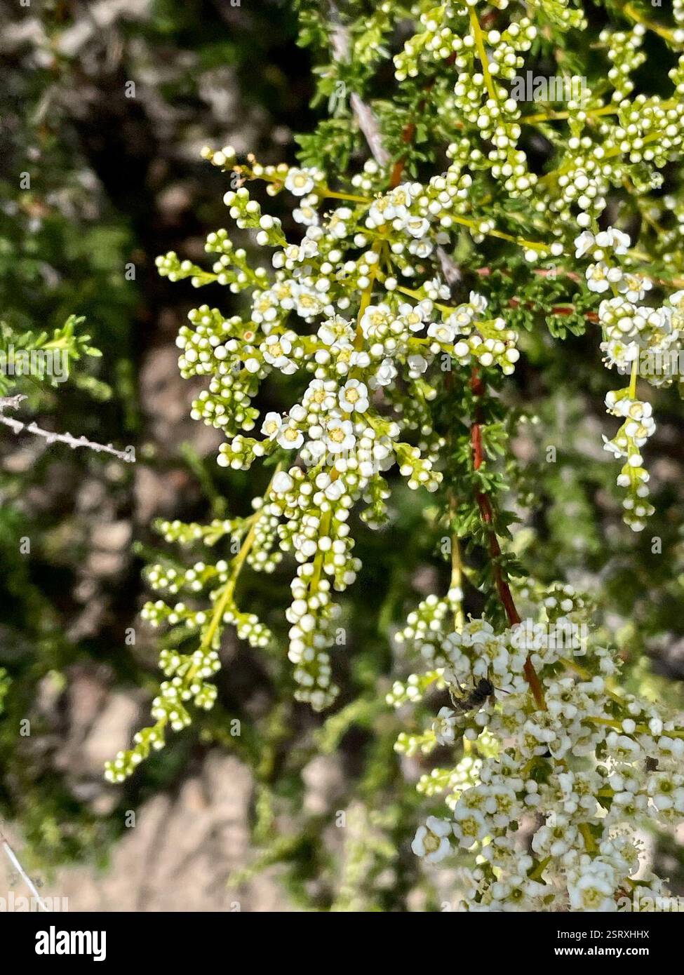 chamise (Adenostoma fasciculatum), Plantae, Fort Ord National Monument ...