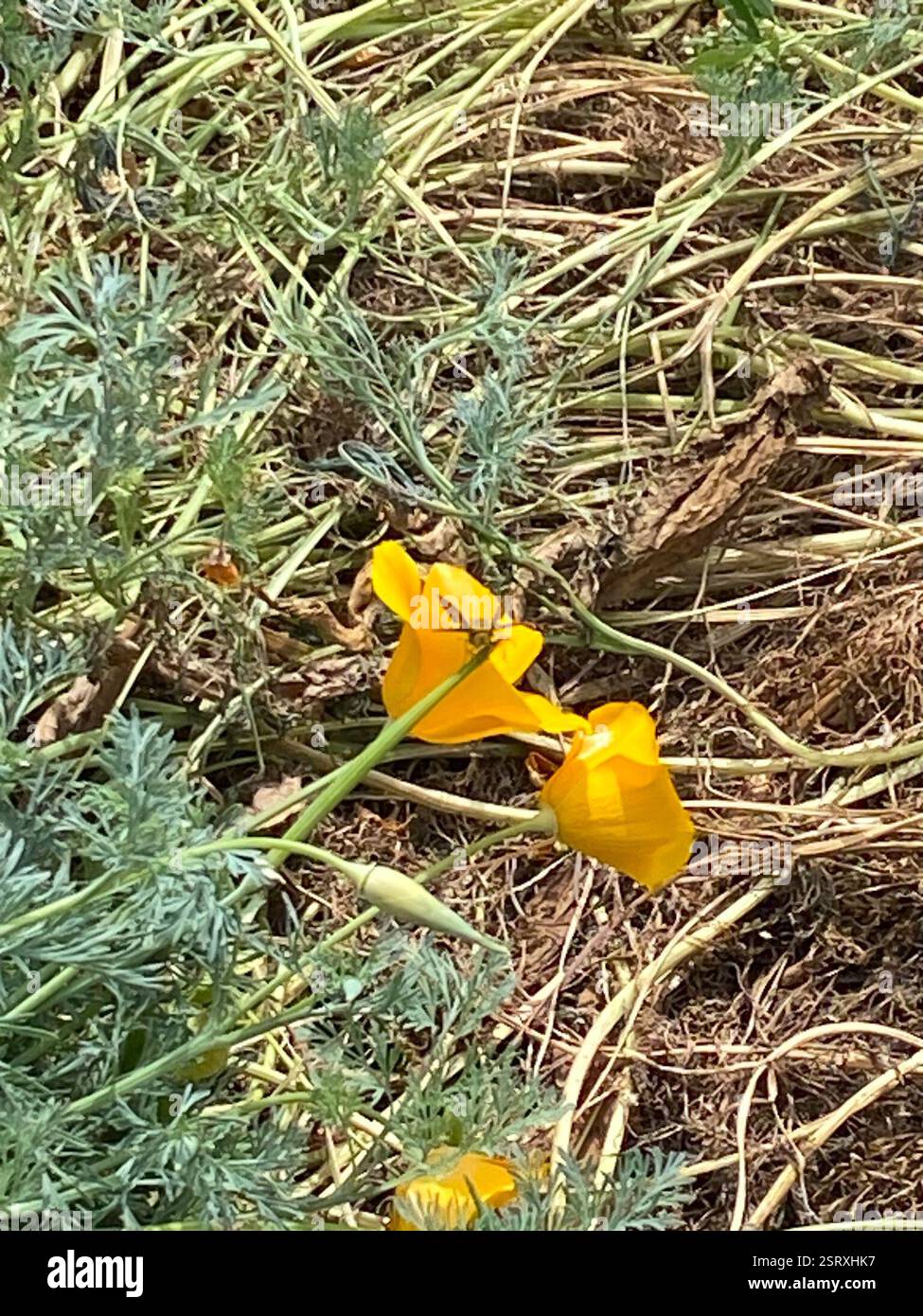 Ucr botanic gardens hi-res stock photography and images - Alamy