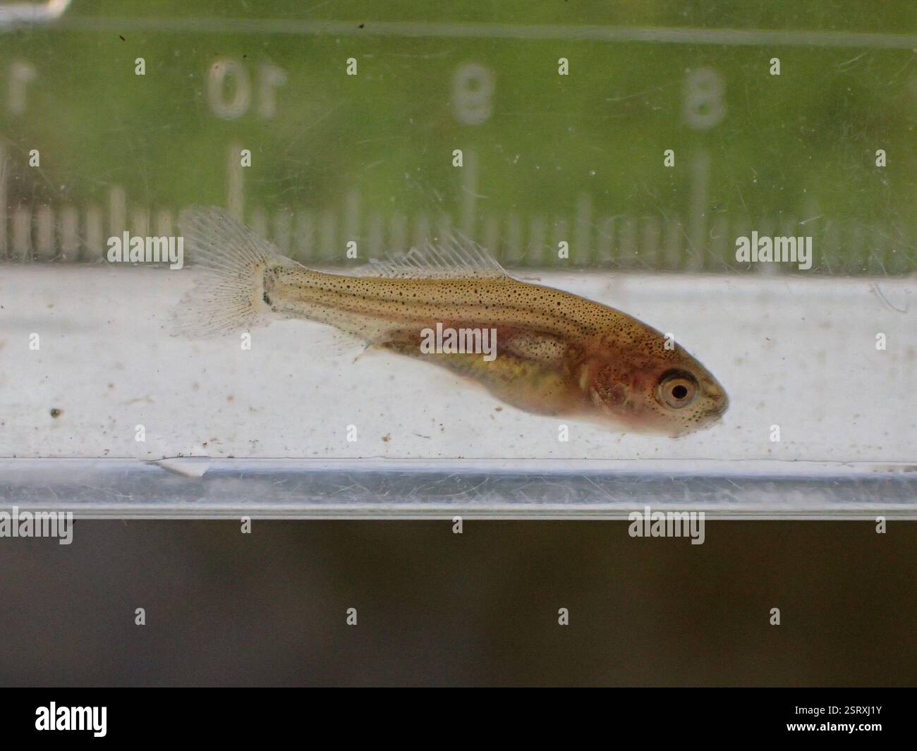 Japanese Silver Crucian Carp (Carassius langsdorfii), Actinopterygii ...