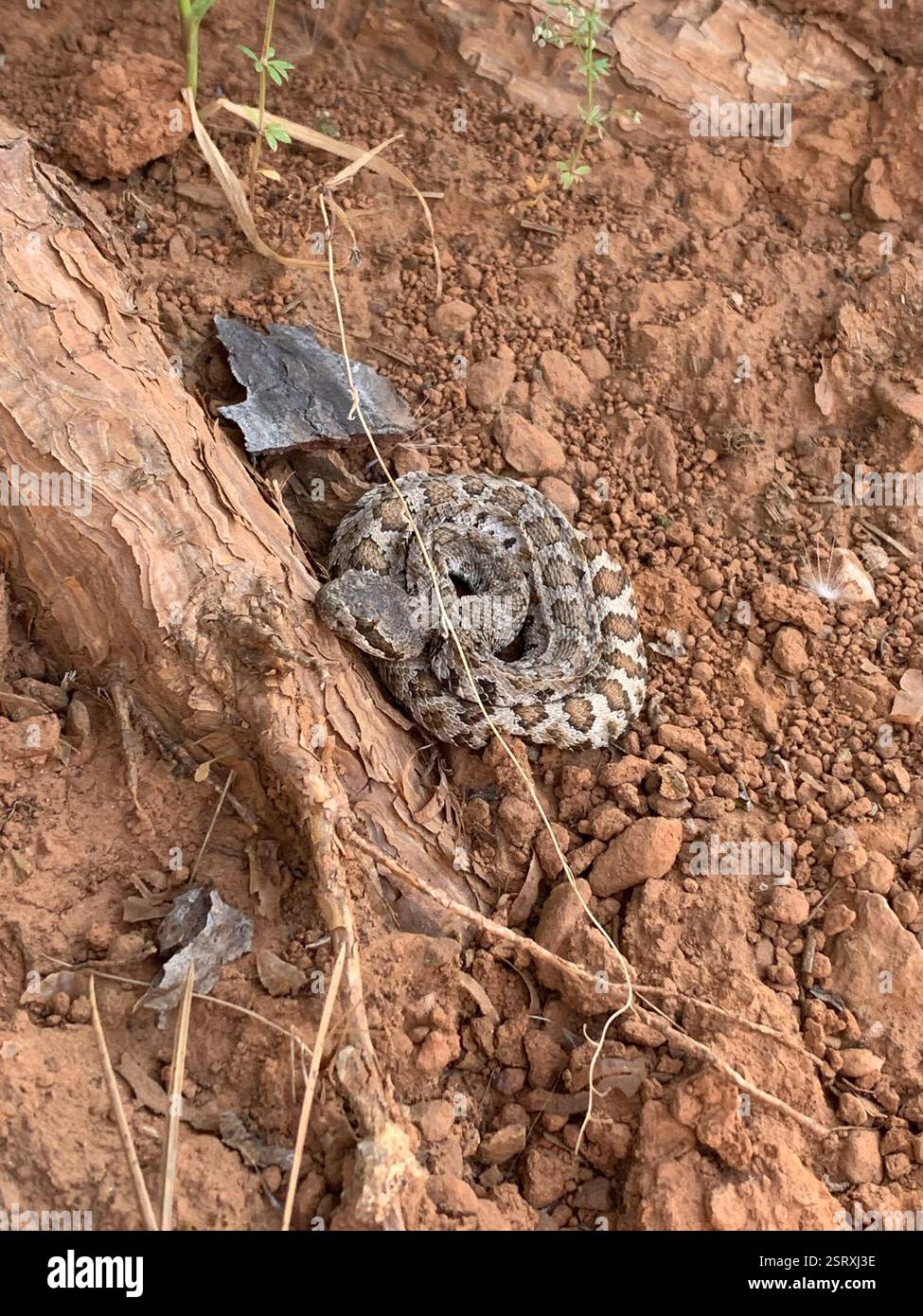 Baby rattlesnake hi-res stock photography and images - Alamy