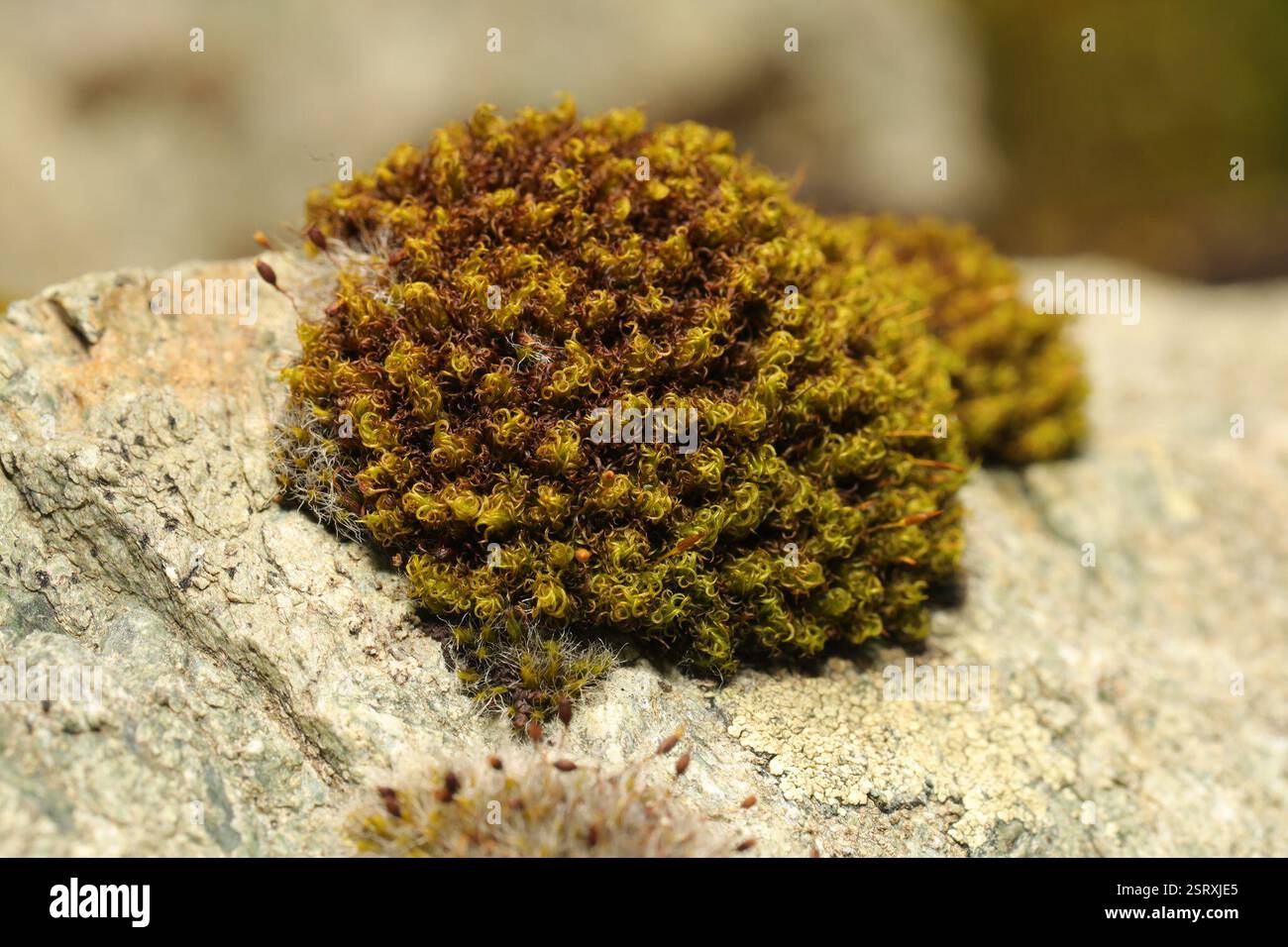 Common Pincushion (Dicranoweisia cirrata), Plantae, Penrhos Coastal ...
