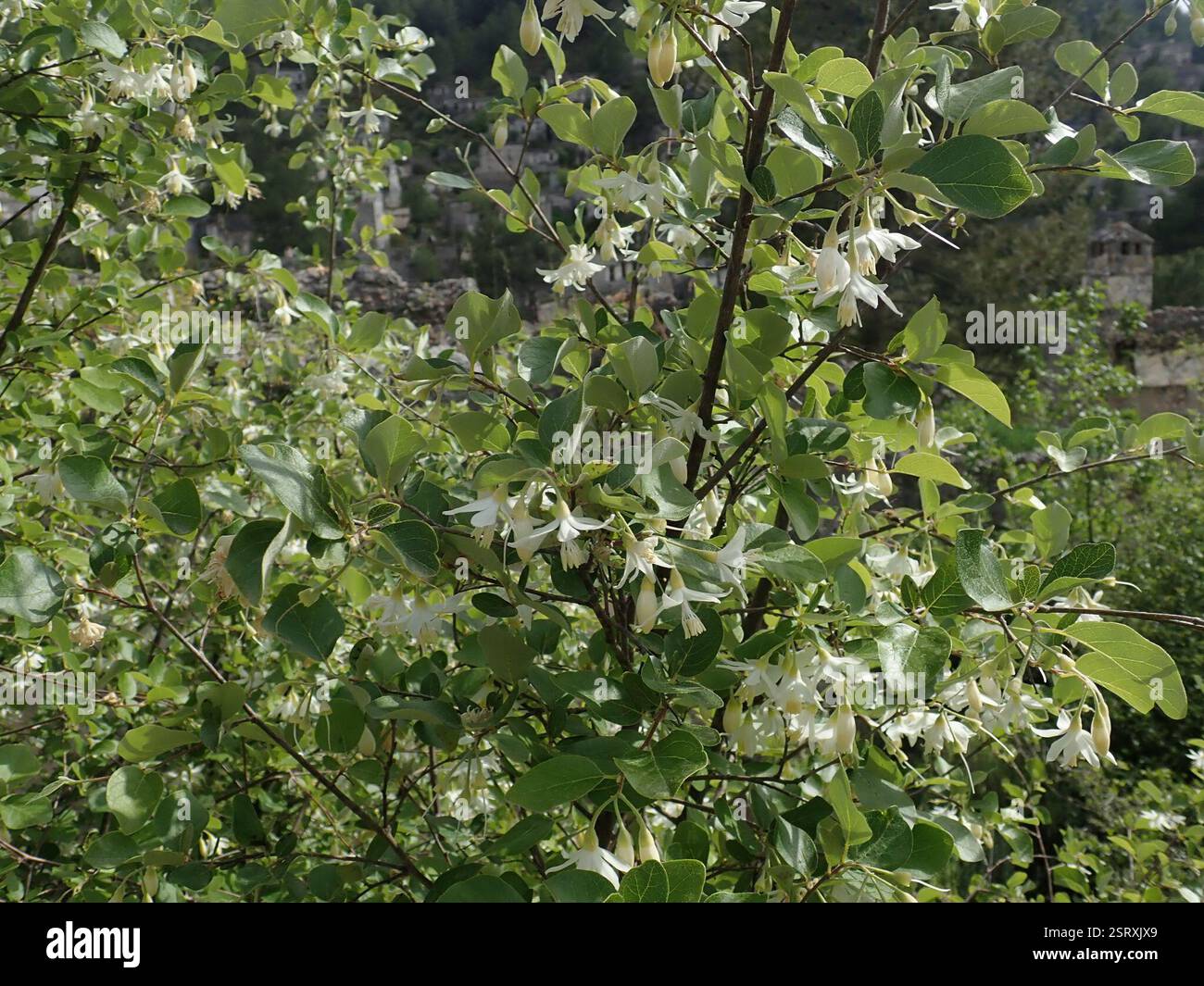 Snowdrop Bush (Styrax officinalis), Plantae, Kaya Köy Kalıntıları ...
