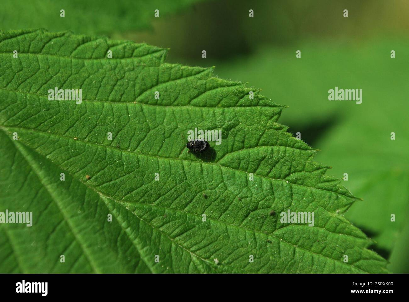 Hairy Flea Beetles (Epitrix), Insecta, Dekalb County, MO, USA Stock ...