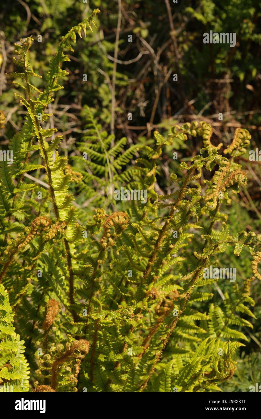 Scaly male fern (Dryopteris affinis), Plantae, Penrhos Beach area ...