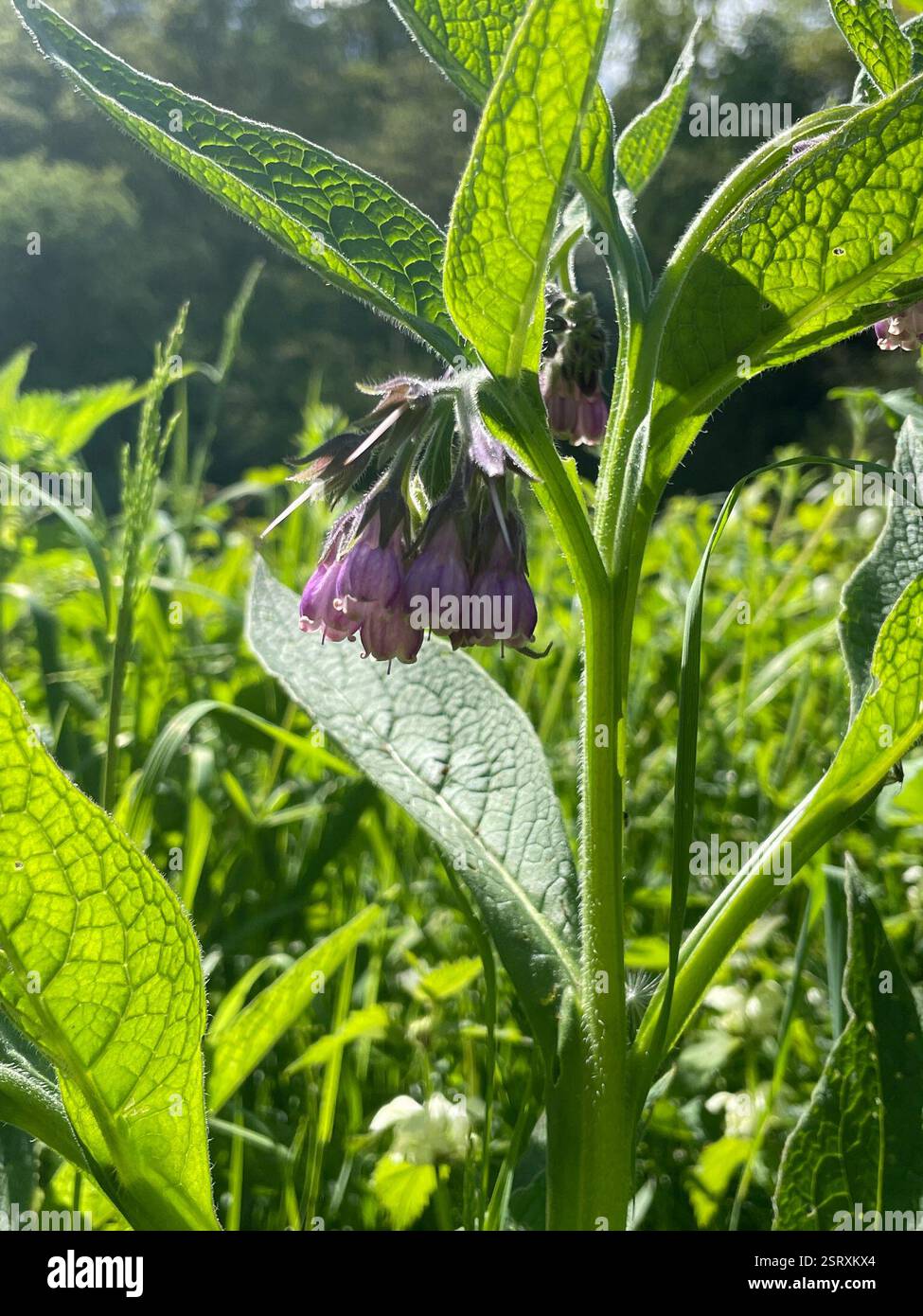 common comfrey (Symphytum officinale), Plantae, Hanham, Bristol ...