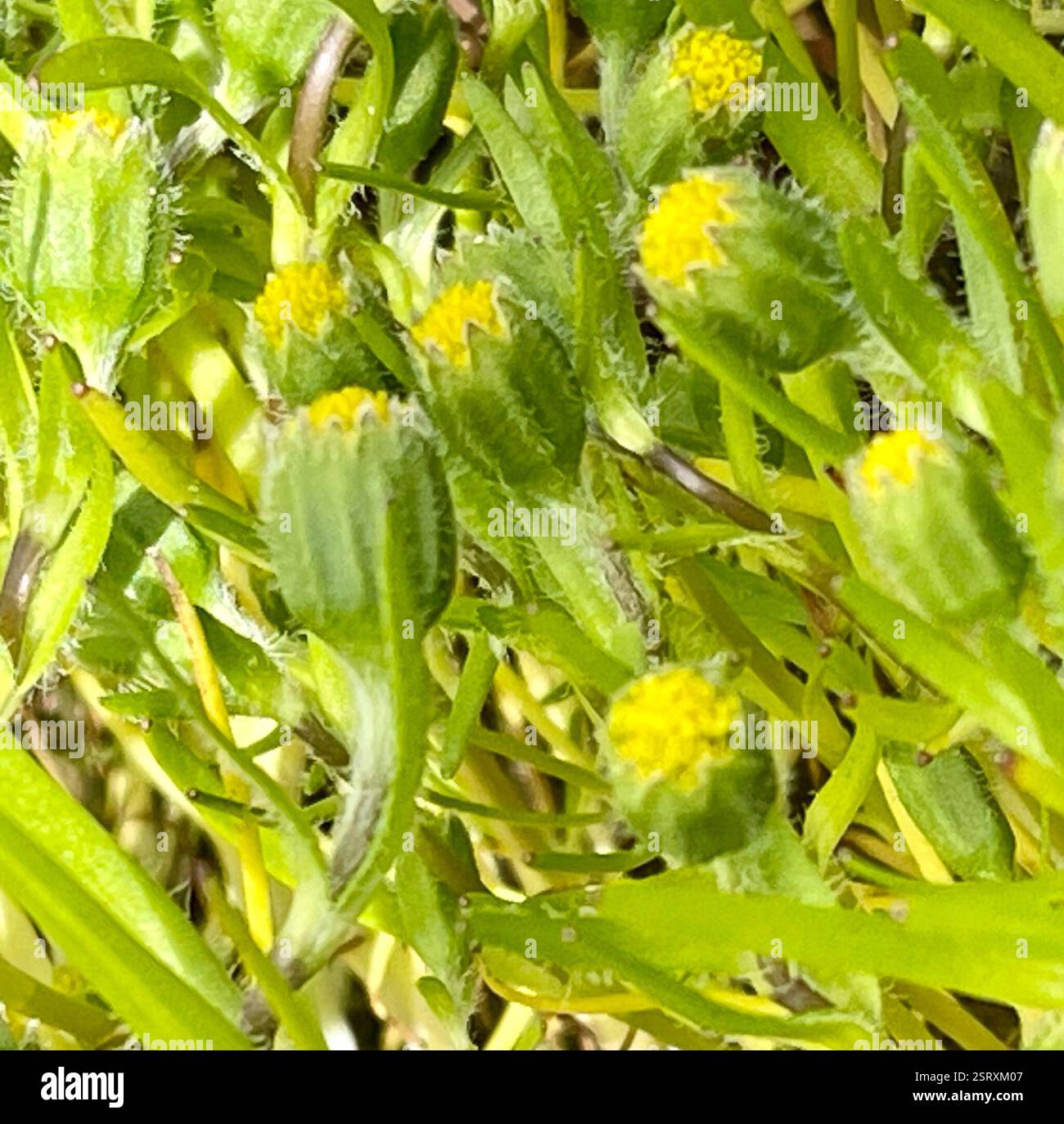 smooth goldfields (Lasthenia glaberrima), Plantae, Fort Ord National ...
