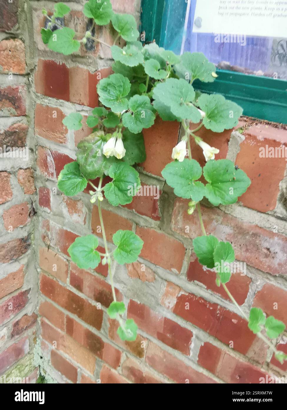 Trailing Snapdragon (Asarina procumbens), Plantae, Manchester M14 6HE ...