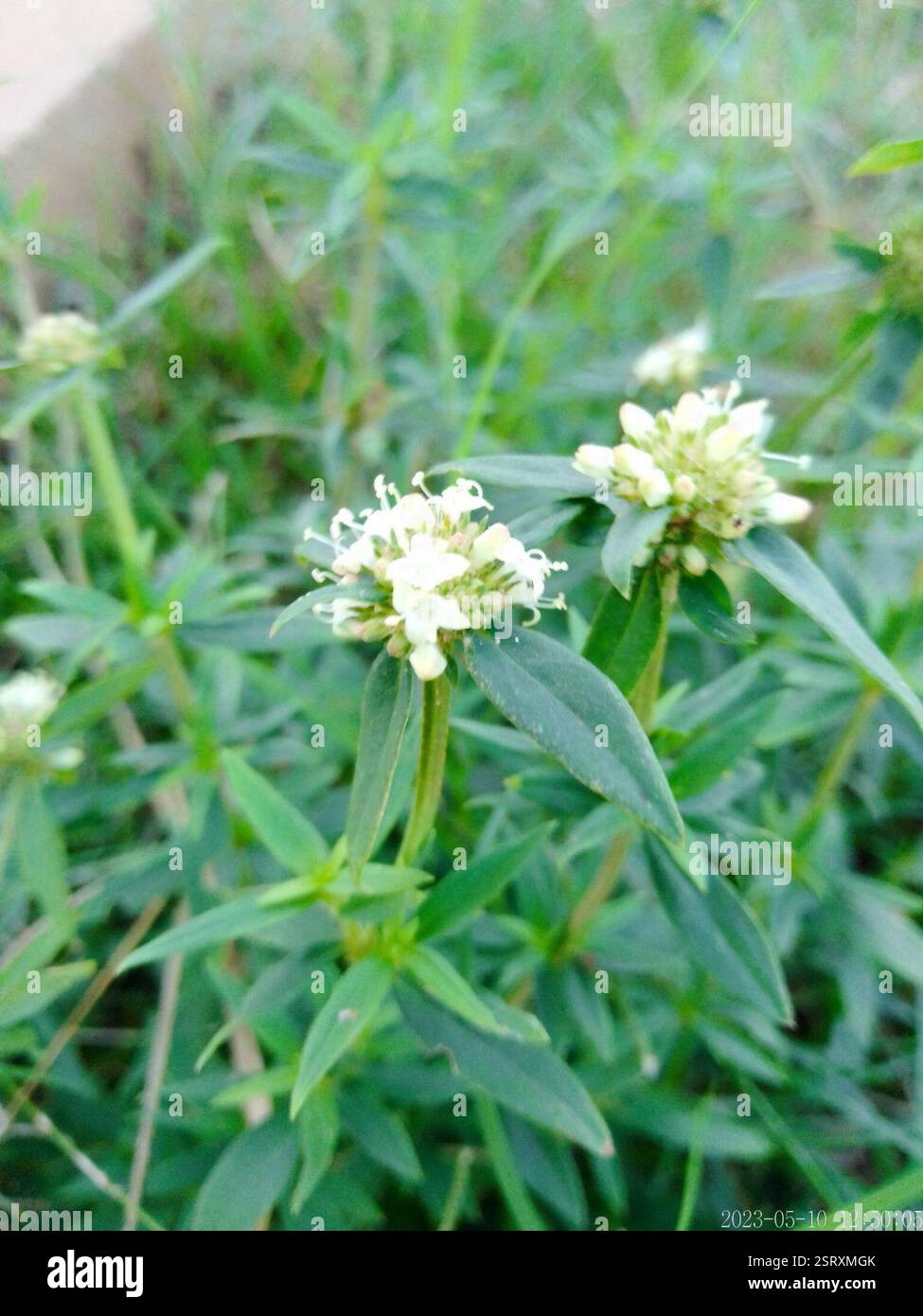 shrubby false buttonweed (Spermacoce verticillata), Plantae, V636+X78 ...