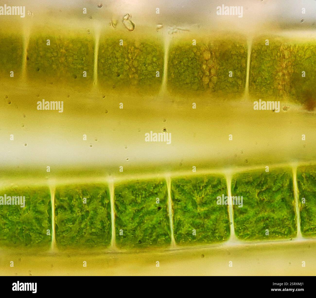 (Zygnema), Plantae, Hamilton, ON, Canada, Two kinds of Zygnema, I think ...