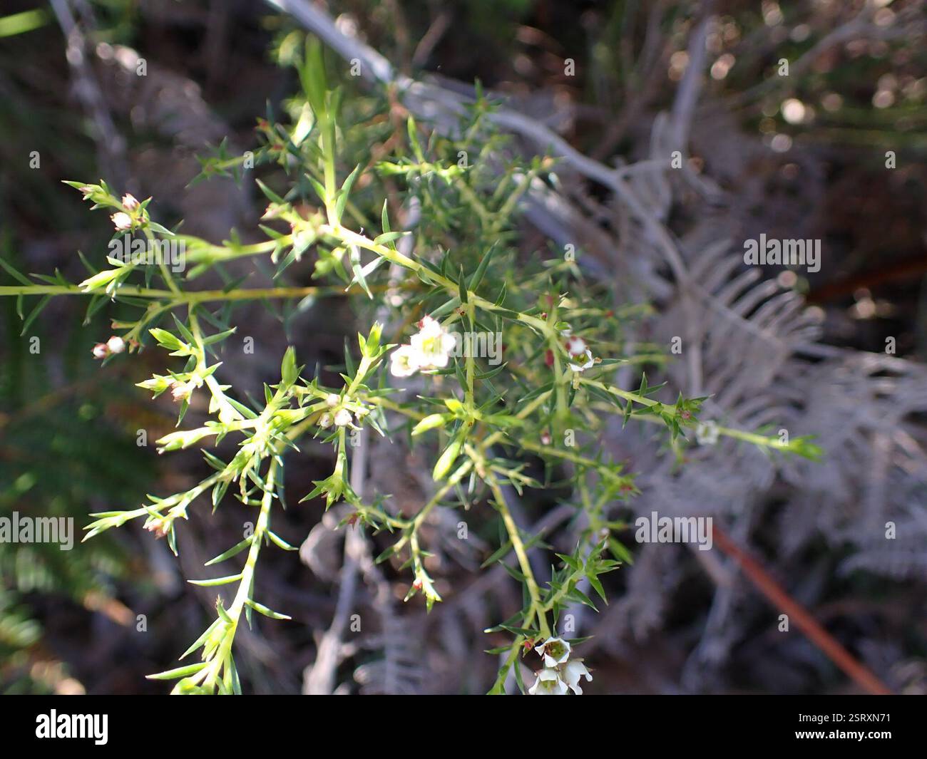 Common Bitterbuchu (Diosma hirsuta), Plantae, Grootvadersbosch Garden ...