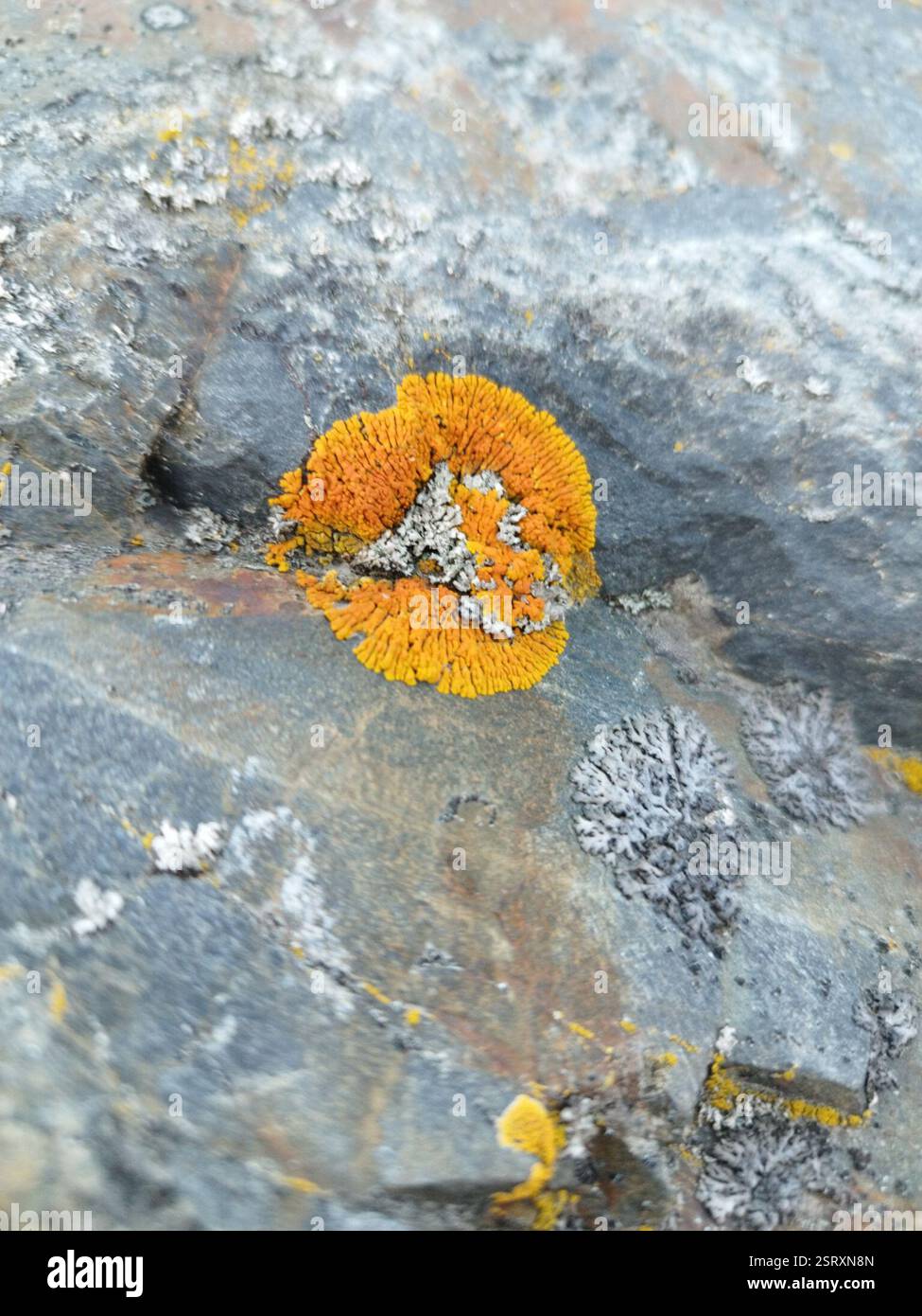 shield lichens and allies (Parmeliaceae), Fungi, Paseo Roque Sanchez ...
