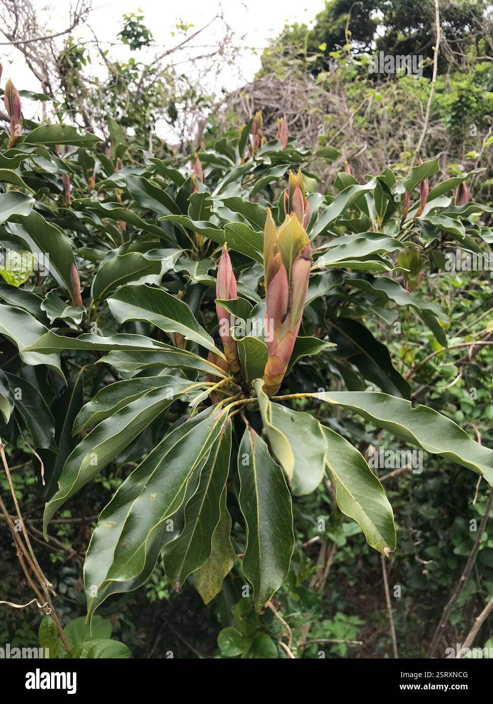 Red Machilus (Machilus thunbergii), Plantae, Satsumasendai, Kagoshima ...
