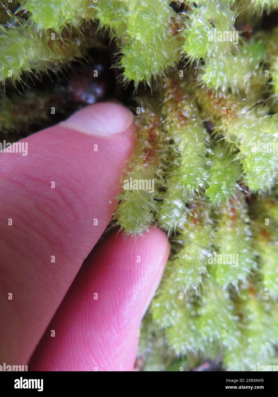 pipe-cleaner moss (Ptychomnion aciculare), Plantae, Arthur's Pass Stock ...