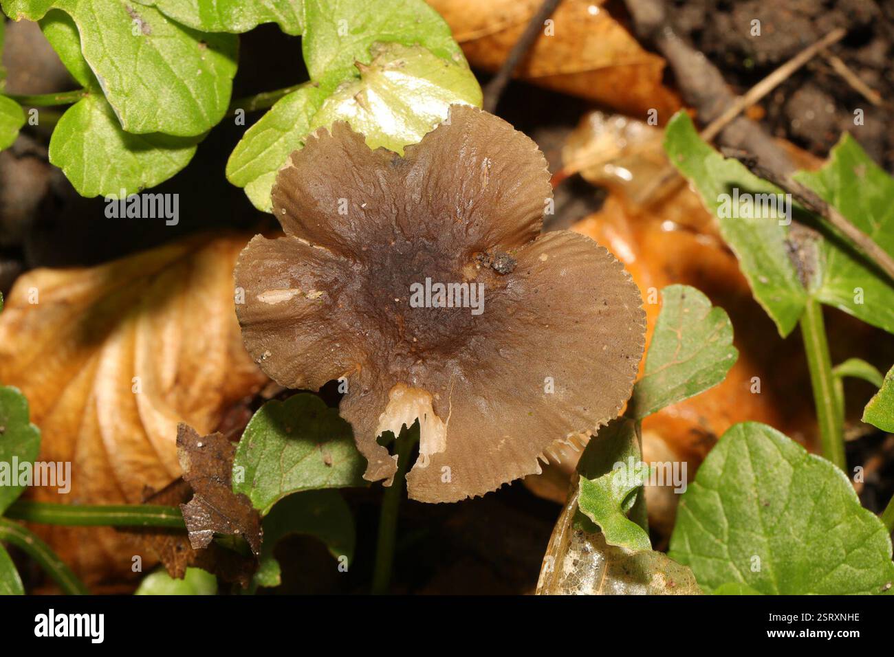 (Celluloderma), Fungi, Norton Priory, Tudor Road, Runcorn, Halton ...