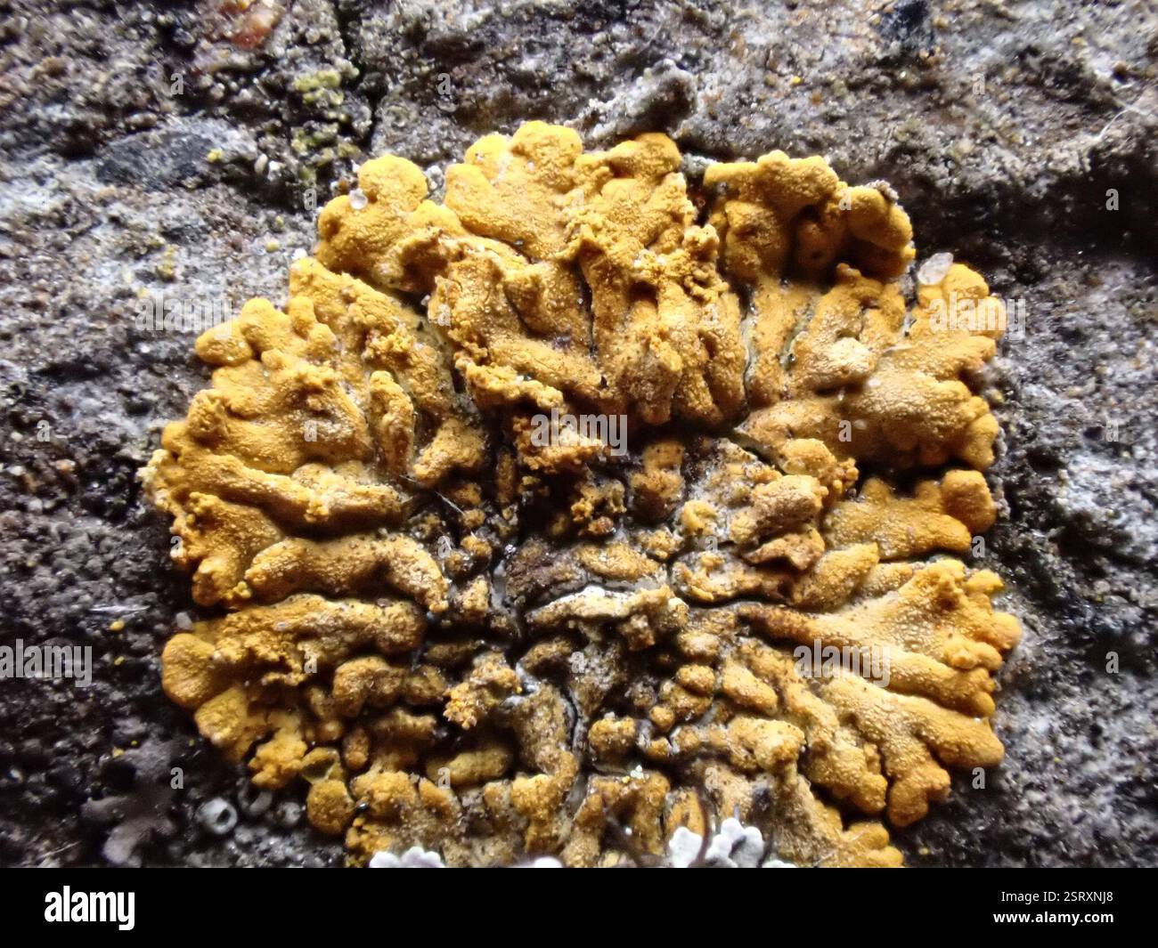 Broken Yokes (Calogaya decipiens), Fungi, Forteiland IJmuiden, IJmuiden ...