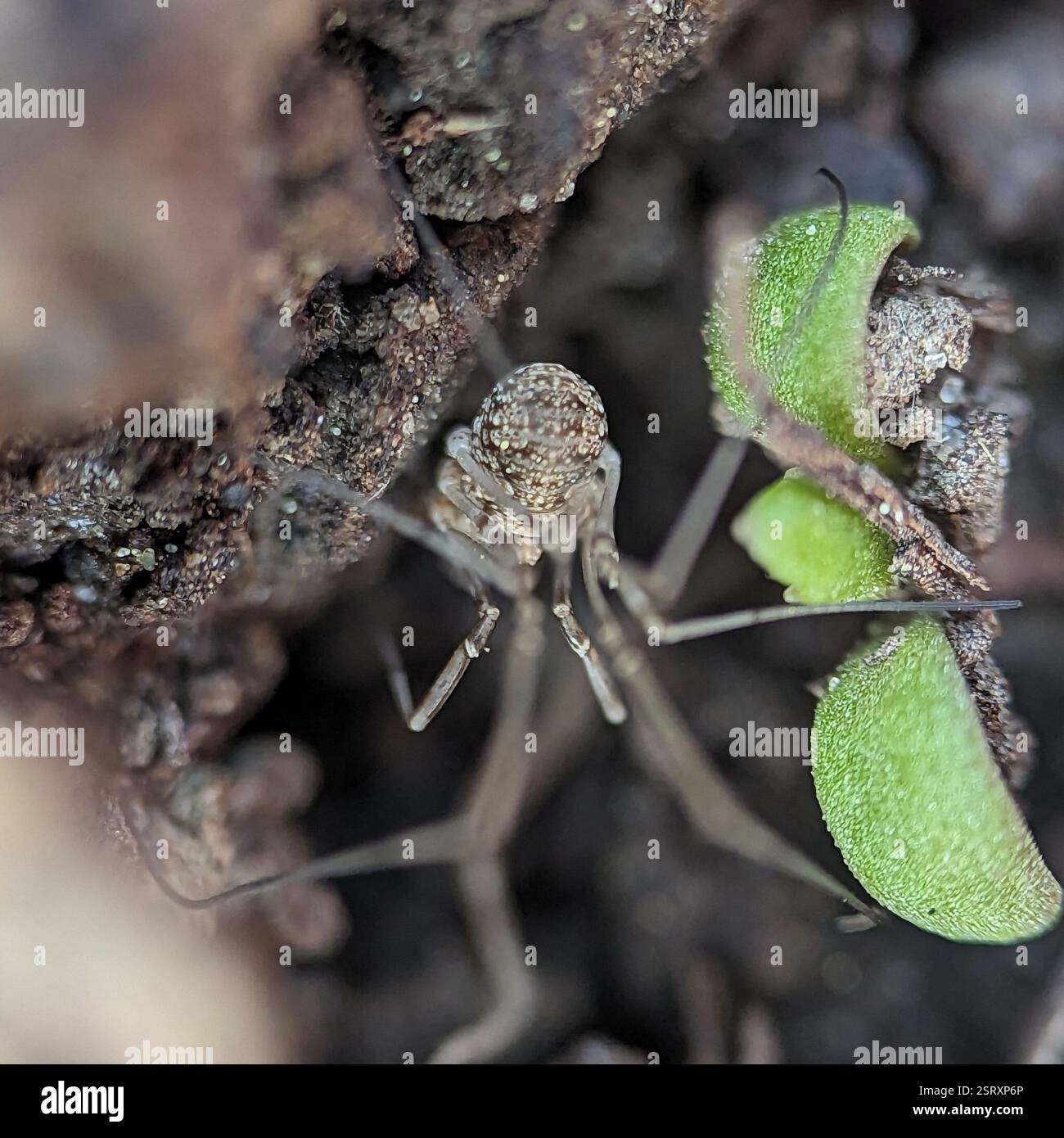 (Phalangioidea), Arachnida, Bradfield Hall, Ithaca, NY 14850, USA Stock ...