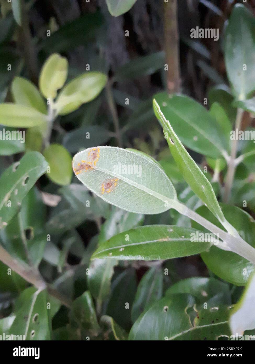 Myrtle Rust (Austropuccinia psidii), Fungi, Epuni, Lower Hutt, New ...