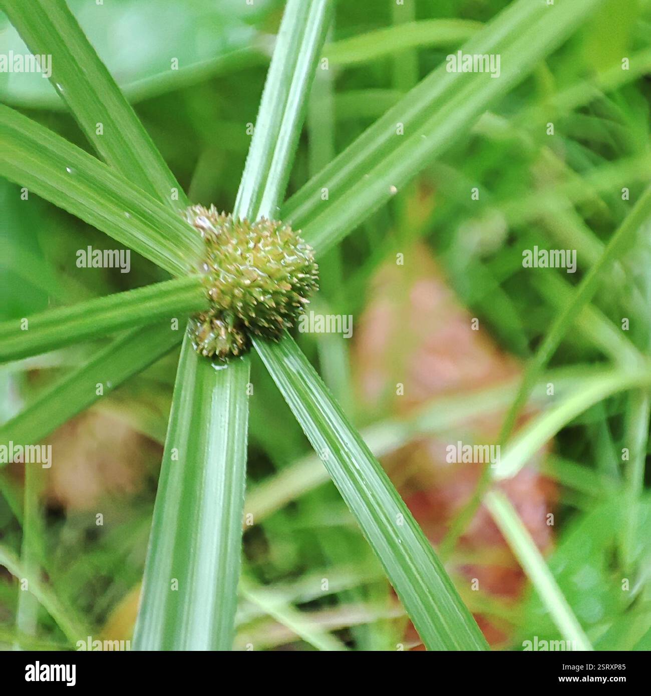 Aromatic Kyllinga (Cyperus aromaticus), Plantae, British Indian Ocean ...