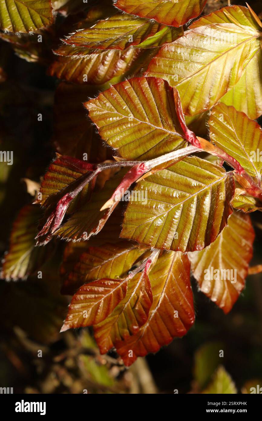 European beech (Fagus sylvatica), Plantae, Norton Priory, Tudor Road ...