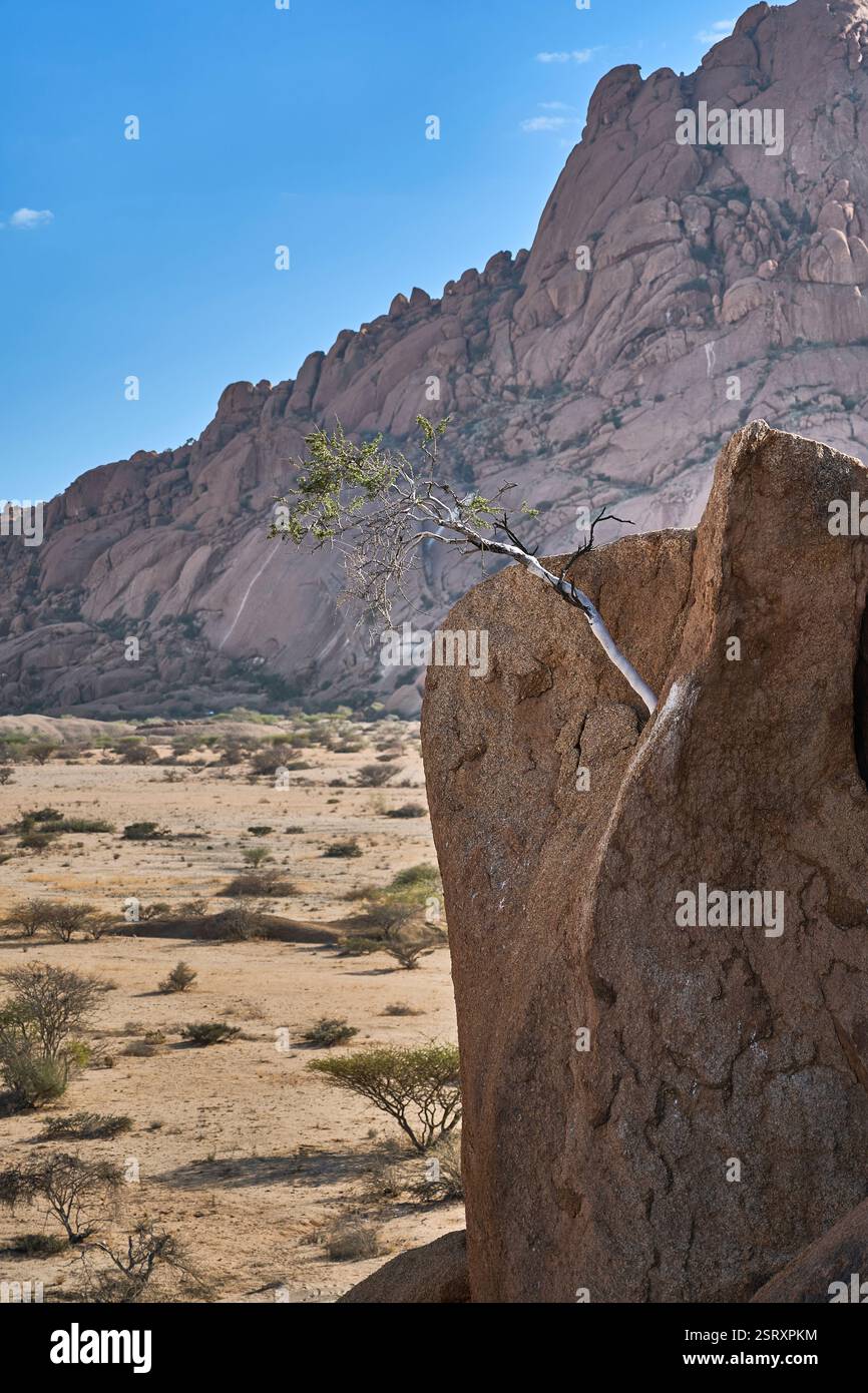 A small tree growing on a side of a boulder near Rock Arch, Spiztkoppe ...