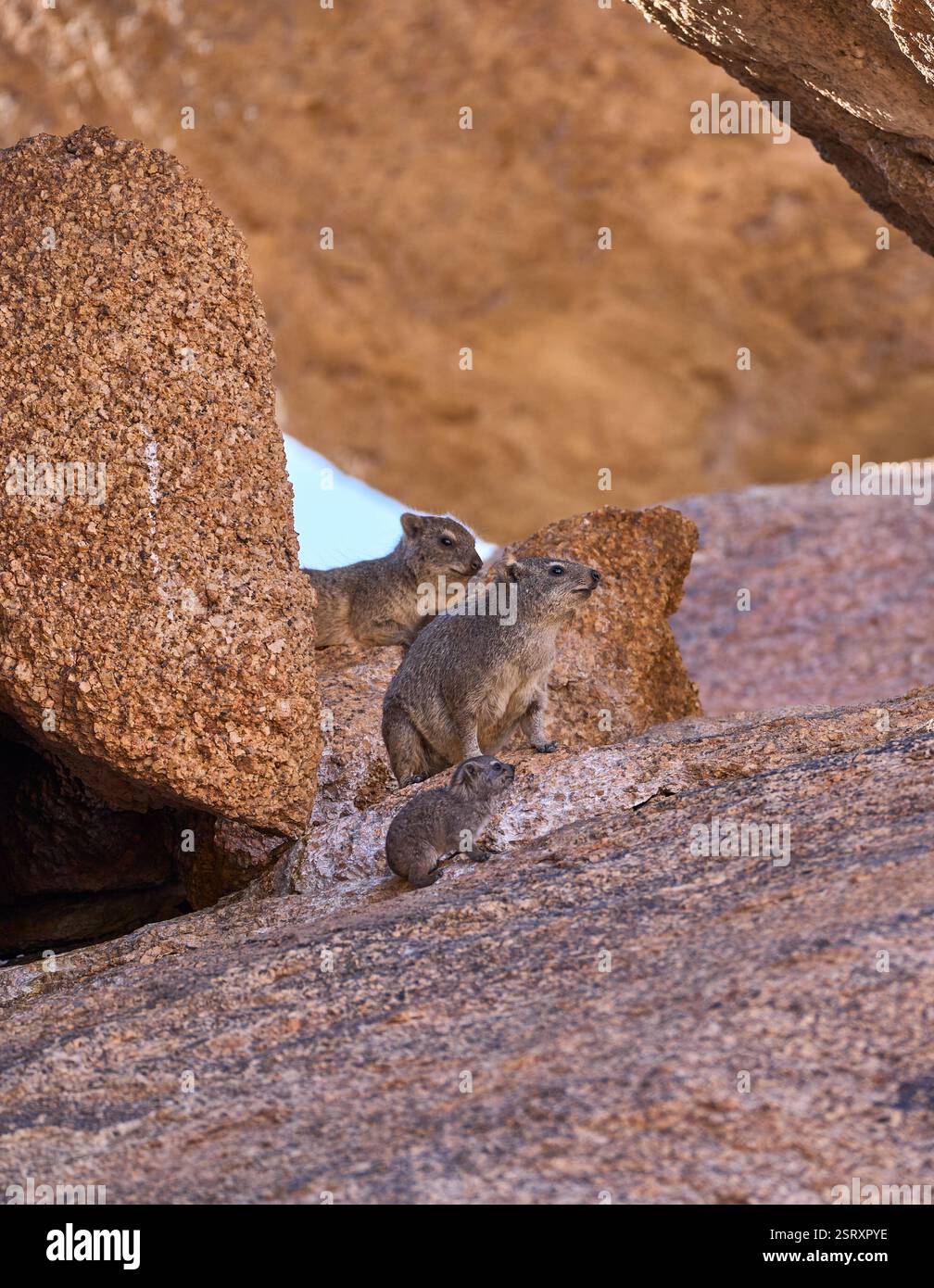 A family of rock hyraxes (Procavia capensis), boulders of the Rock Arch ...