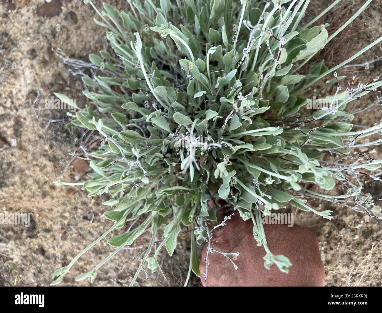 Branching leafy stems hi-res stock photography and images - Alamy