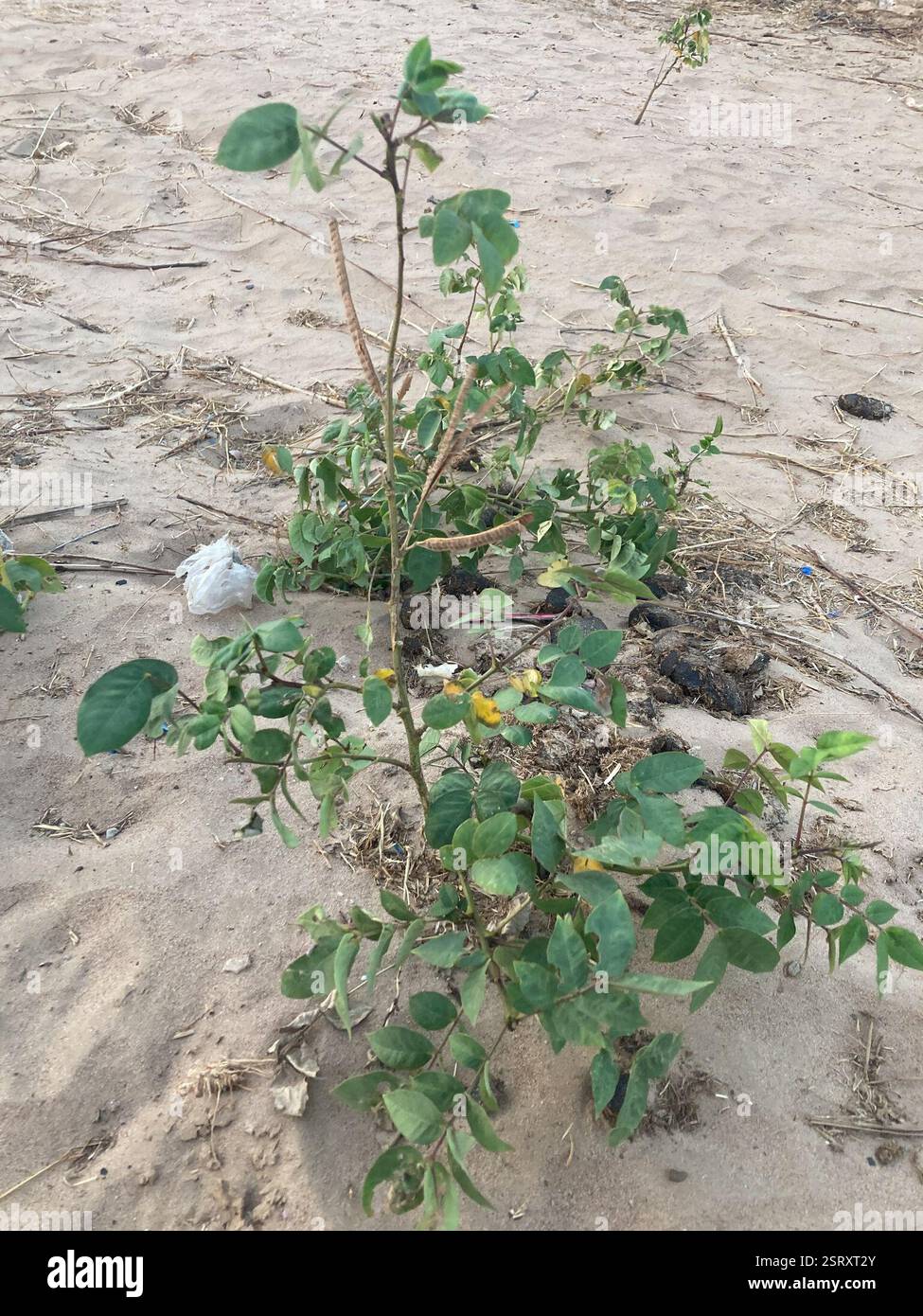 Coffee Senna (Senna occidentalis), Plantae, Thiès, SN, Known as mbanta ...