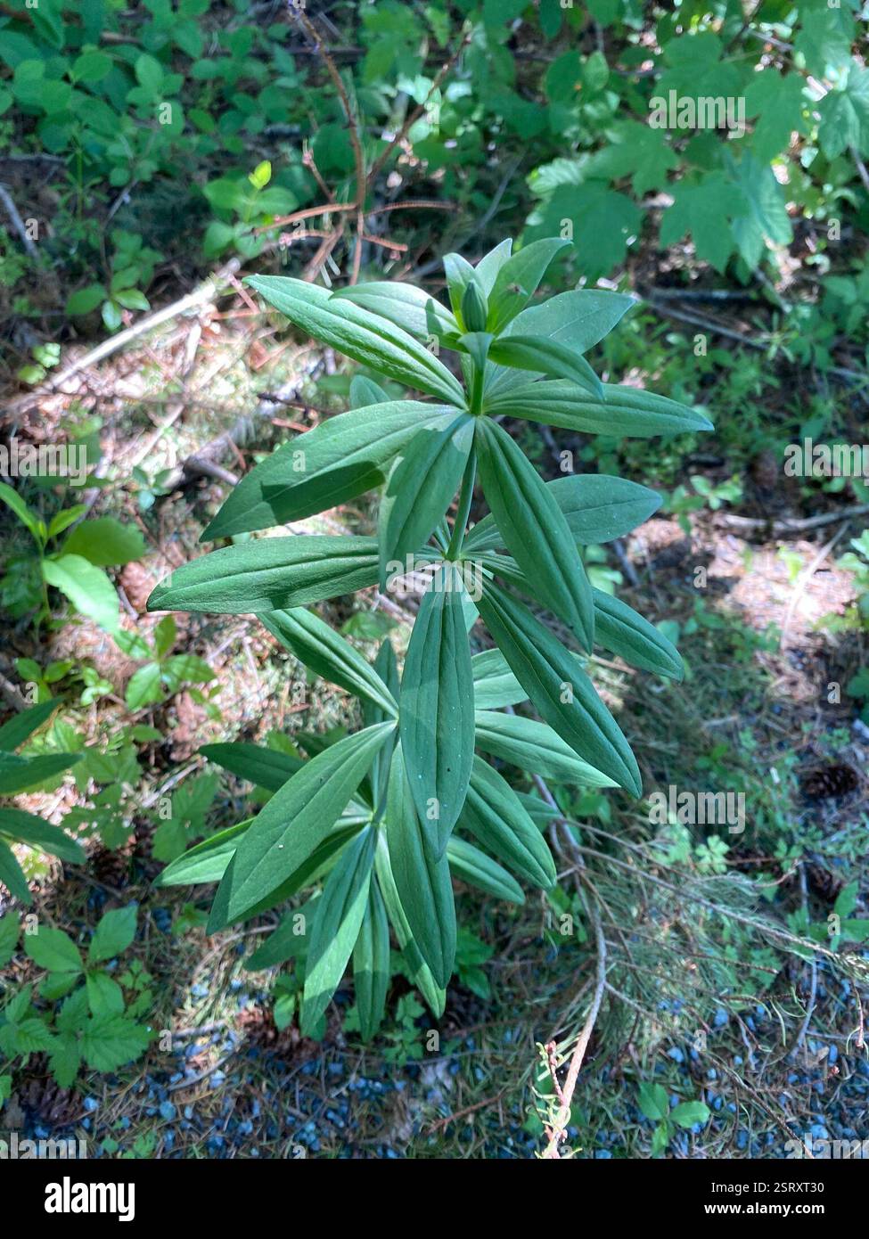 Columbia lily (Lilium columbianum), Plantae, 8 Ave, Langley, BC, CA ...