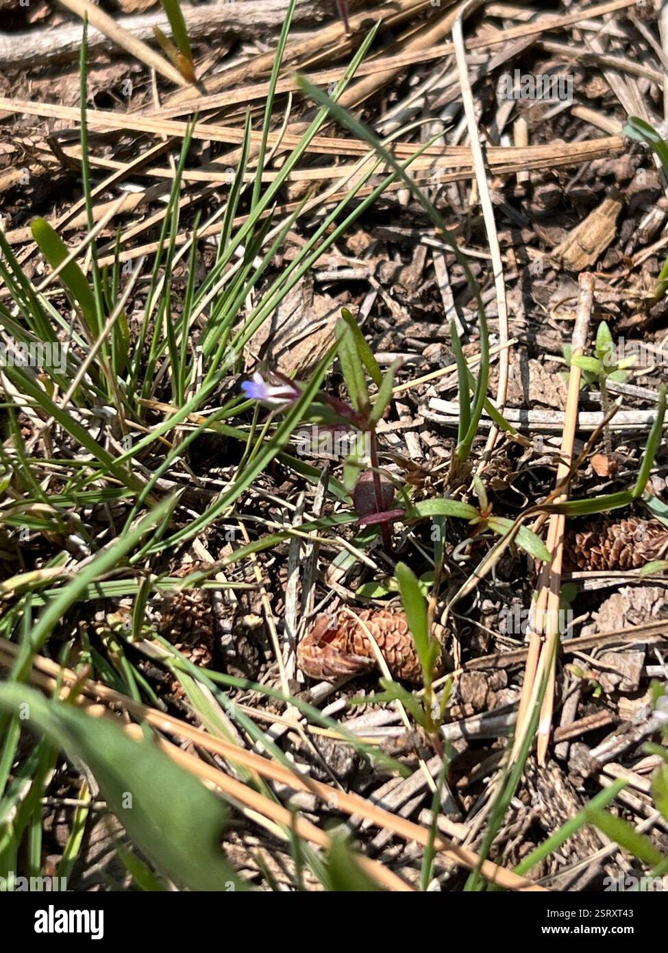 small-flowered blue-eyed mary (Collinsia parviflora), Plantae, Flaming ...