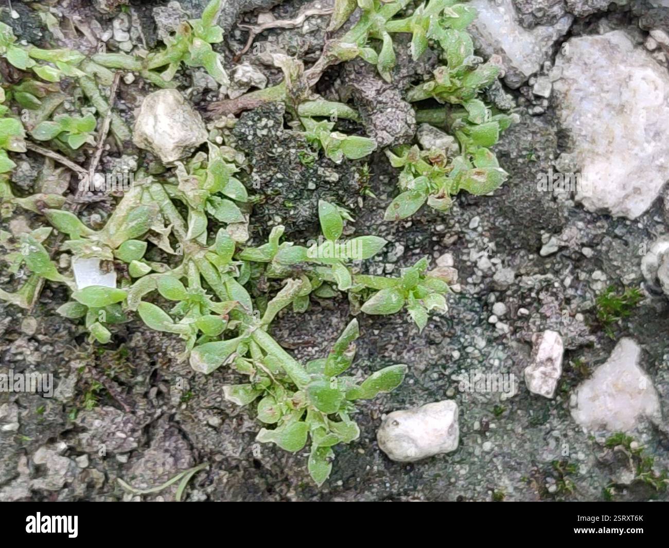 Creeping Dentella (Dentella repens), Plantae, British Indian Ocean ...