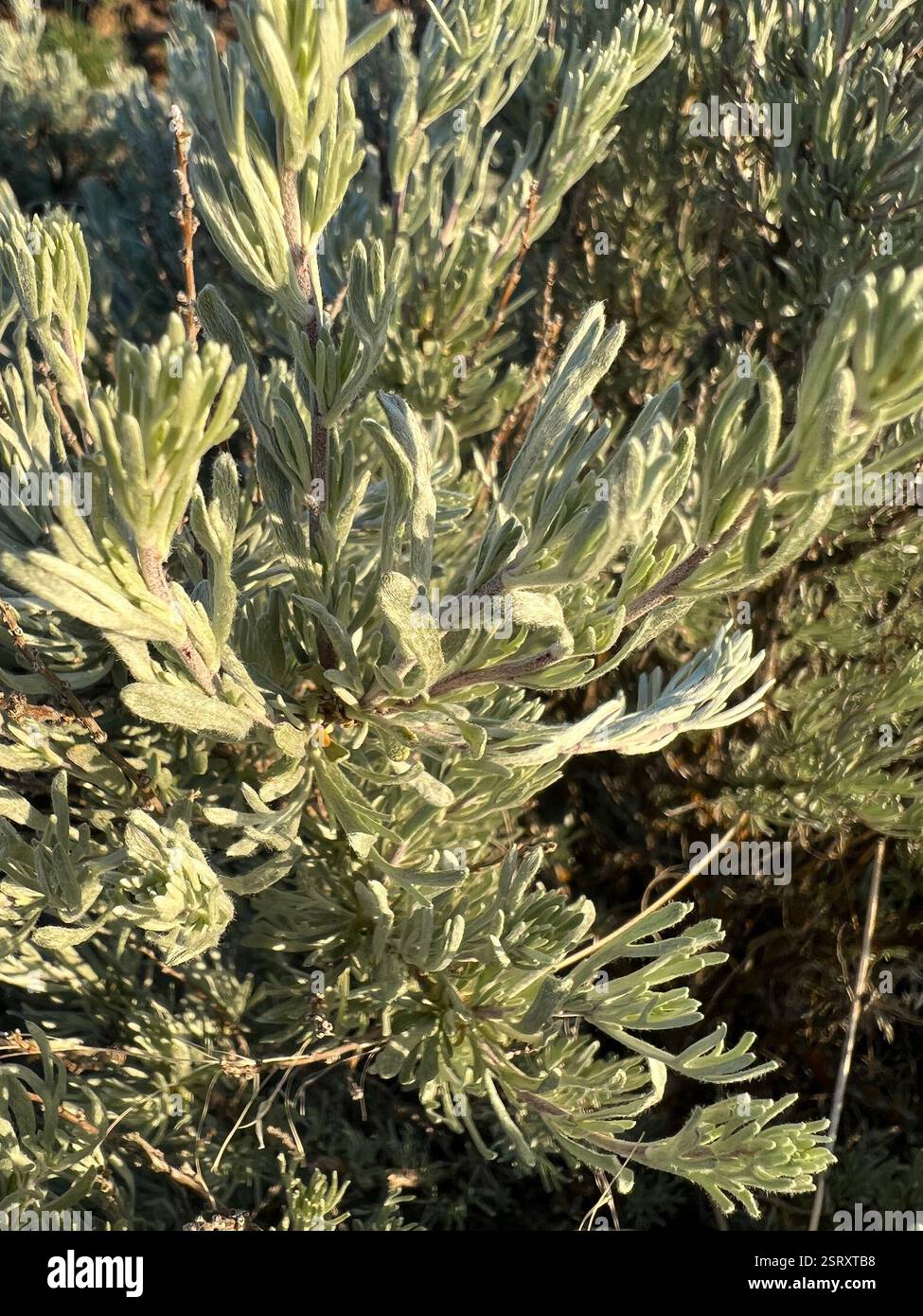 Scabland Sagebrush (Artemisia rigida), Plantae, Kittitas County, WA ...
