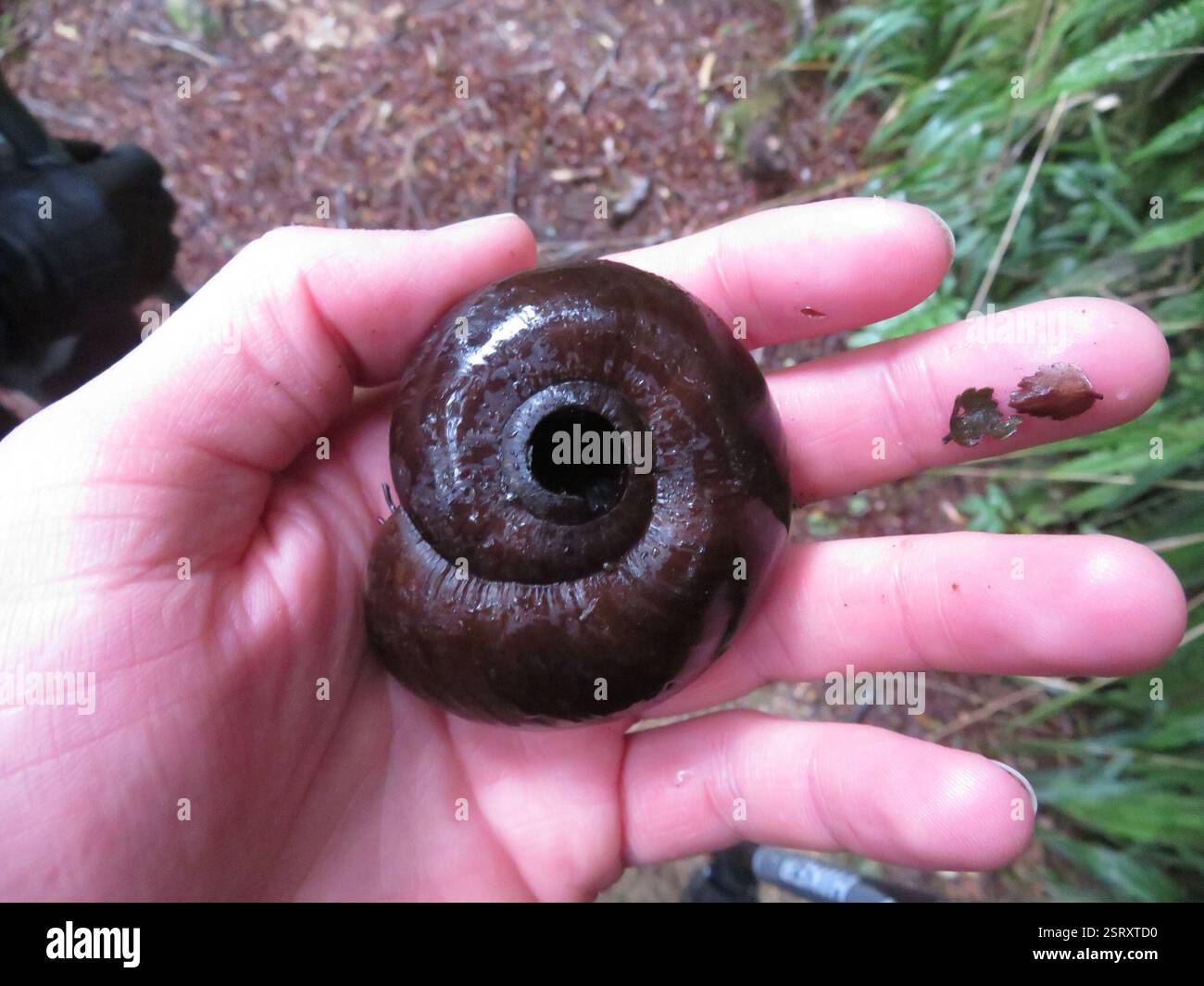 (Powelliphanta), Mollusca, New Zealand Stock Photo - Alamy