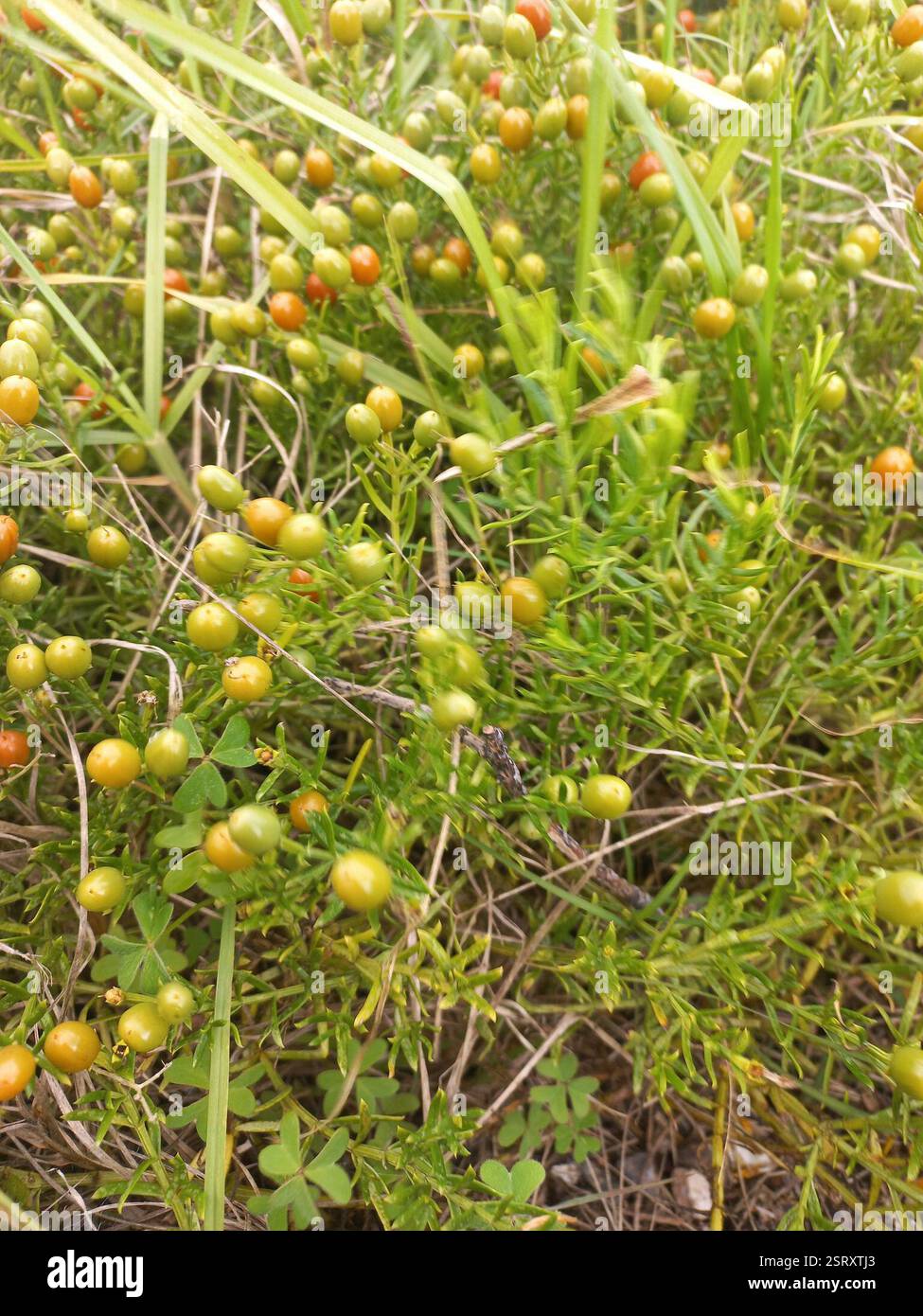Christmas Berry (Chironia baccifera), Plantae, Helderberg Rural, Sir ...