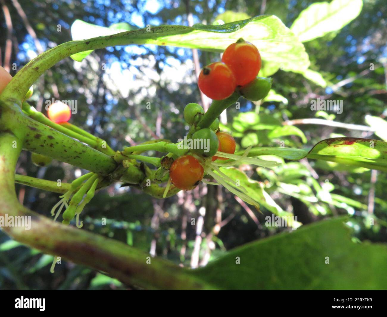 Kanono (Coprosma grandifolia), Plantae, Carterton 5791, New Zealand ...