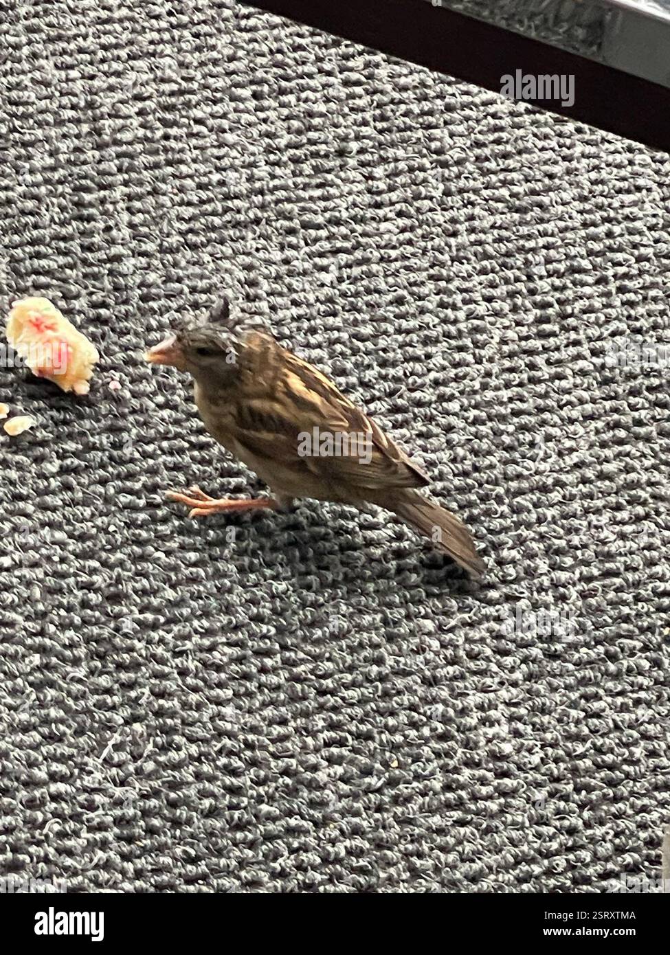 House Sparrow (Passer domesticus), Aves, Kent Narrow Way N, Grasonville ...