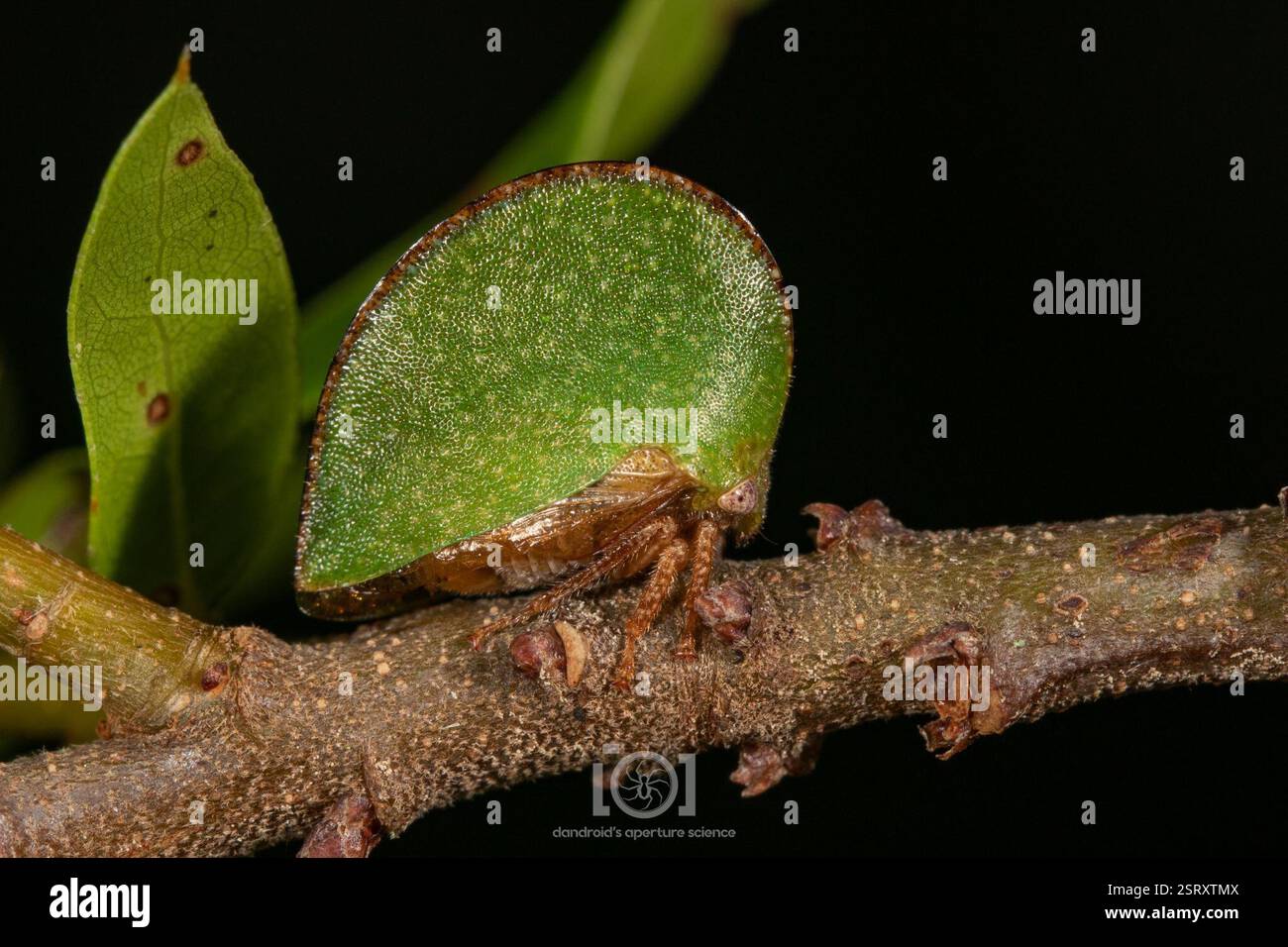 (Archasia auriculata), Insecta, Black Creek Ravines Conservation Area ...