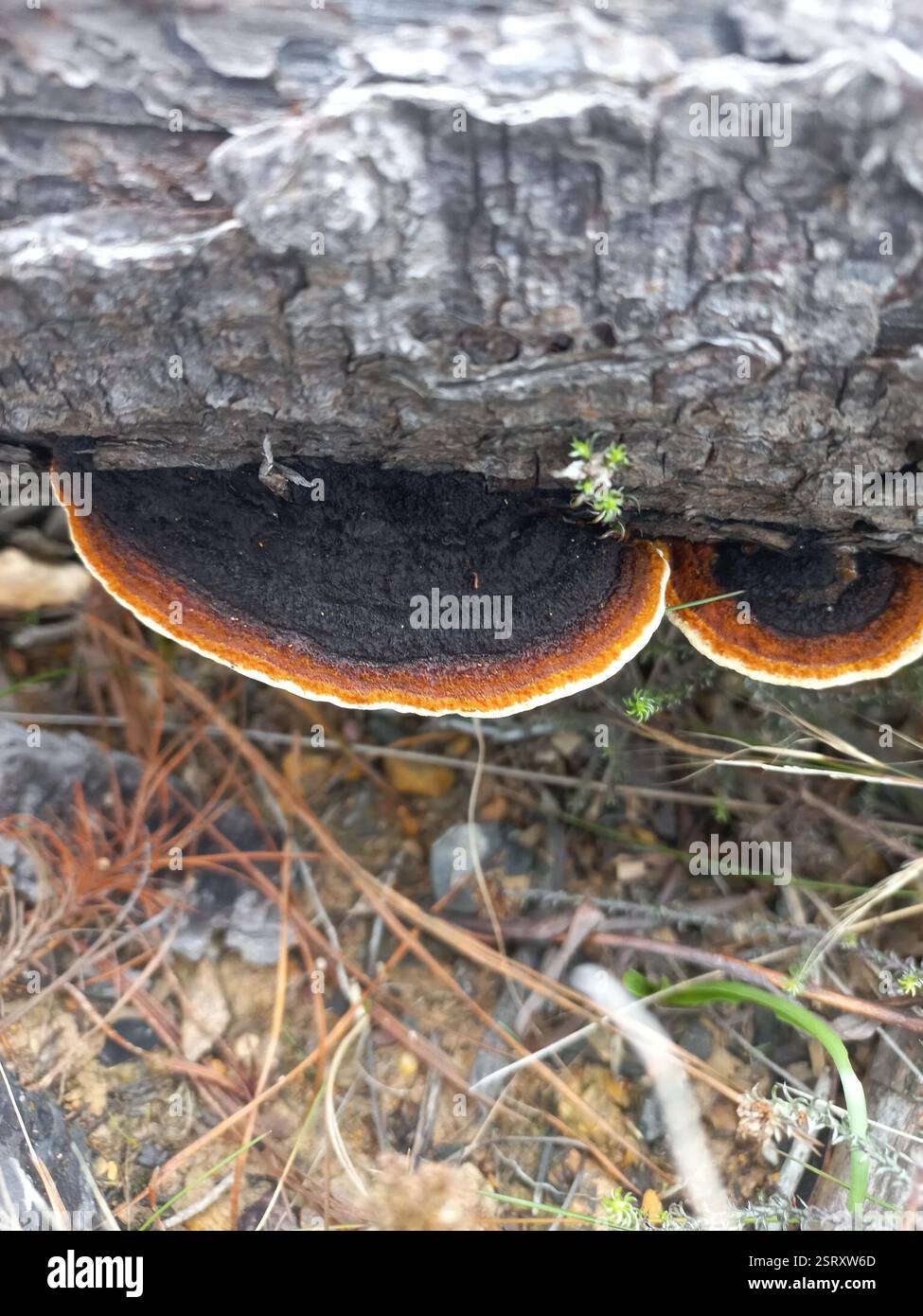 (Stereum versicolor), Fungi, Helderberg Rural, Sir Lowry's Pass, 7135 ...