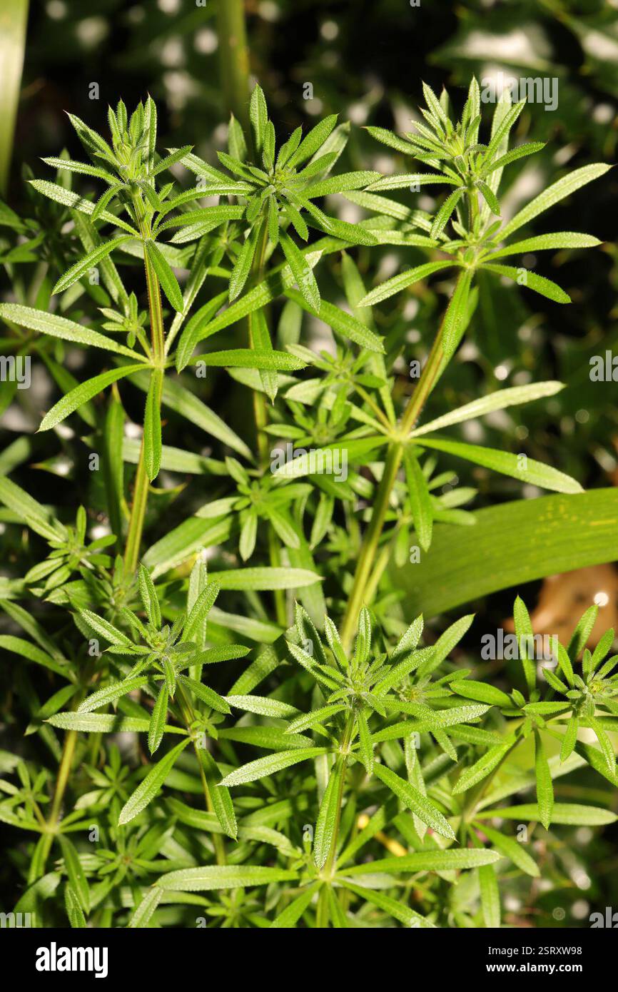catchweed bedstraw (Galium aparine), Plantae, Norton Priory, Tudor Road ...