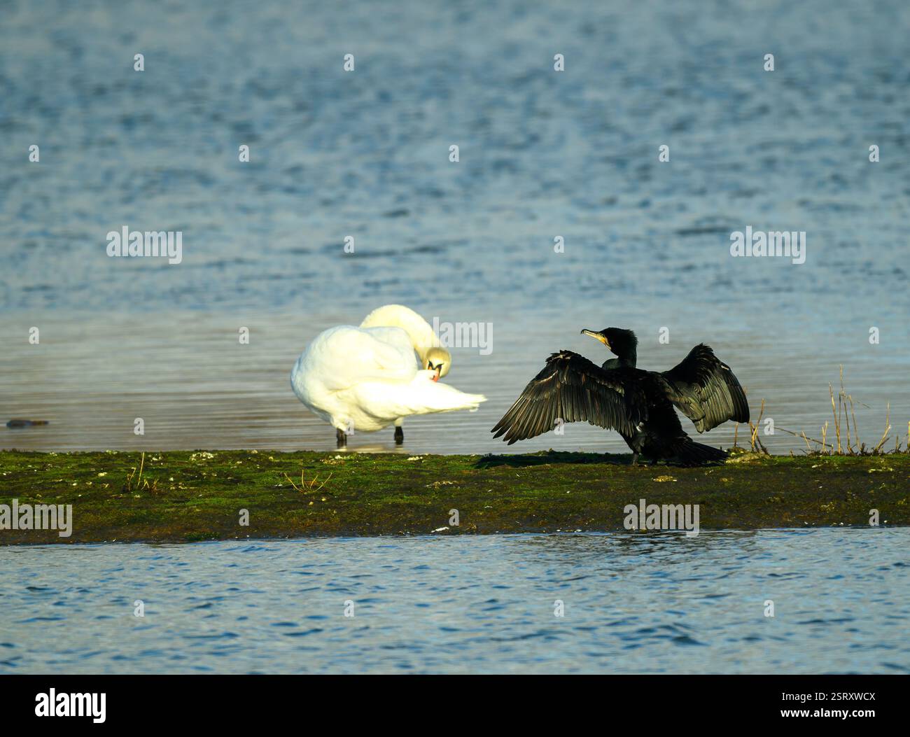 Swans gracefully rest by the water while a cormorant spreads its wings ...
