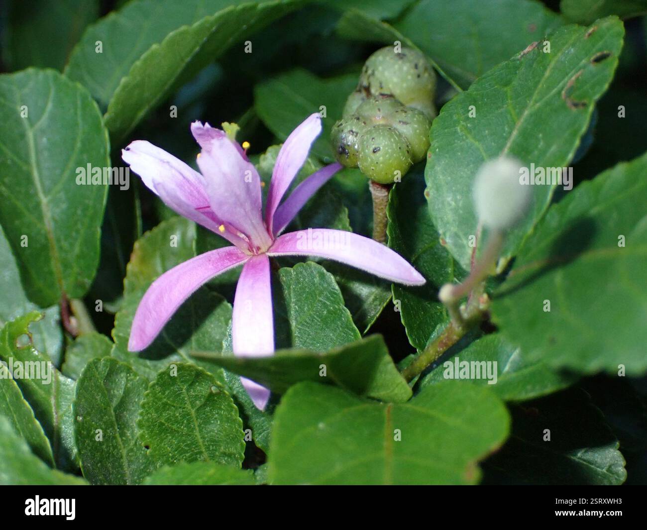 Crossberry (Grewia occidentalis), Plantae, Garden Route District ...