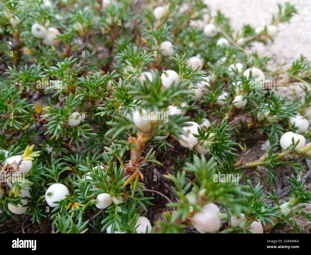 Pearl fruit (Margyricarpus pinnatus), Plantae, 27204 Departamento de ...