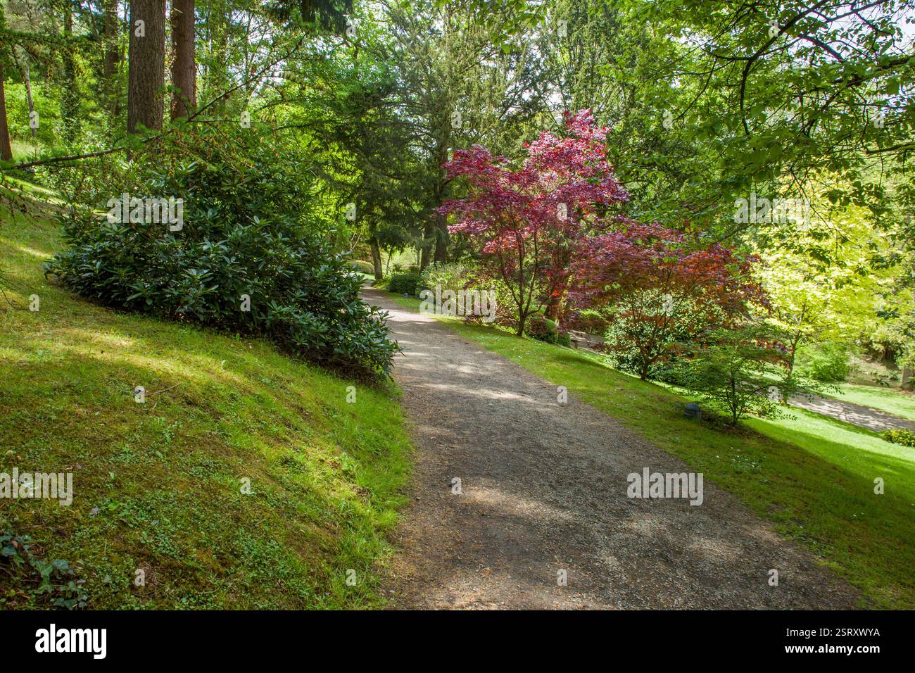 aMAZING Japanese garden in Maulevrier with footpathes and red maple ...