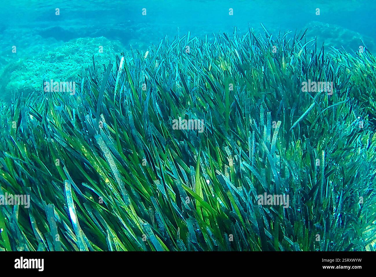 Poseidone algae on a Mediterranean beach.Aquatic photography ...