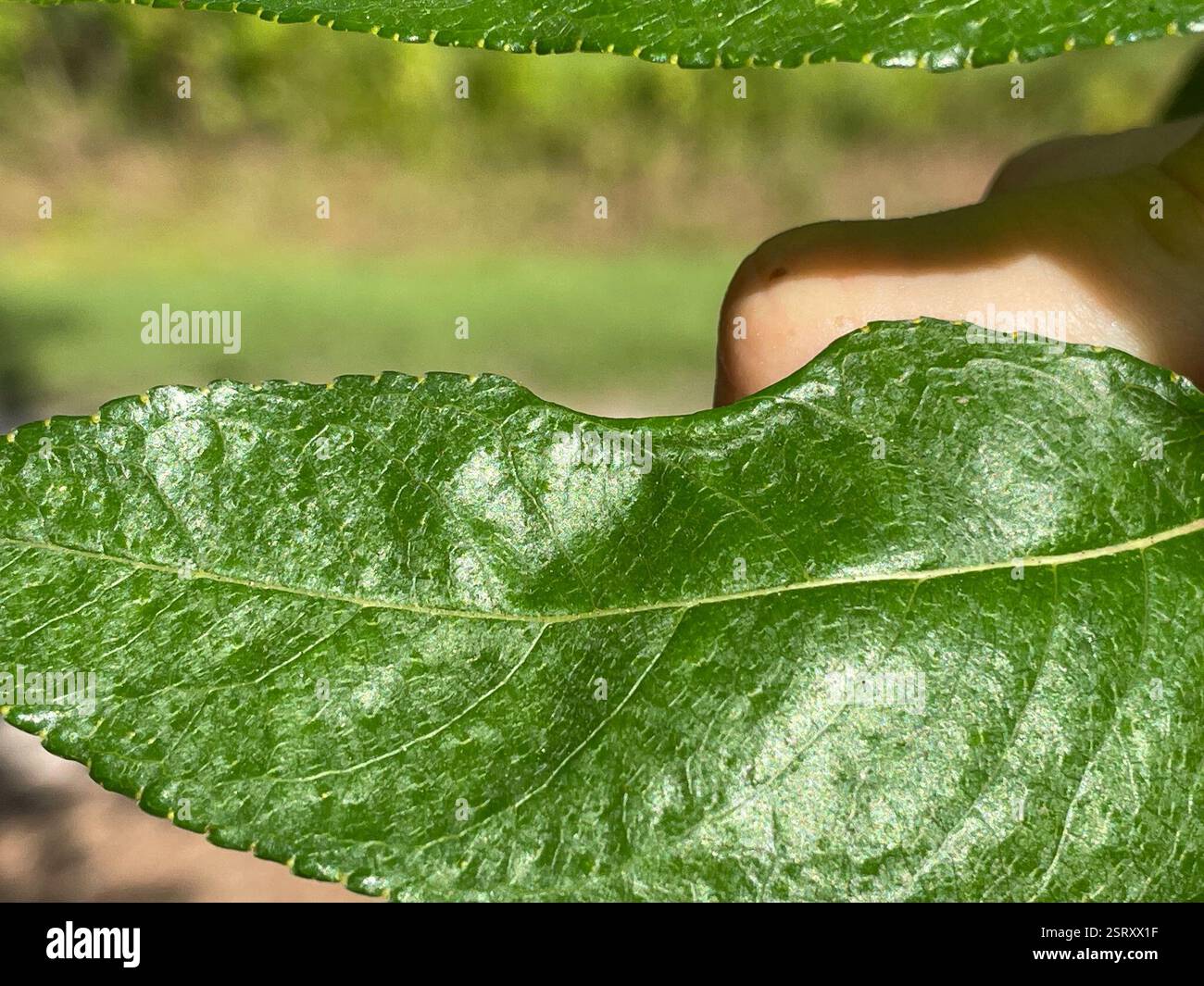 Gall Midges (Cecidomyiinae), Insecta, Pintail Ln, Natchez, MS, US, Gall ...