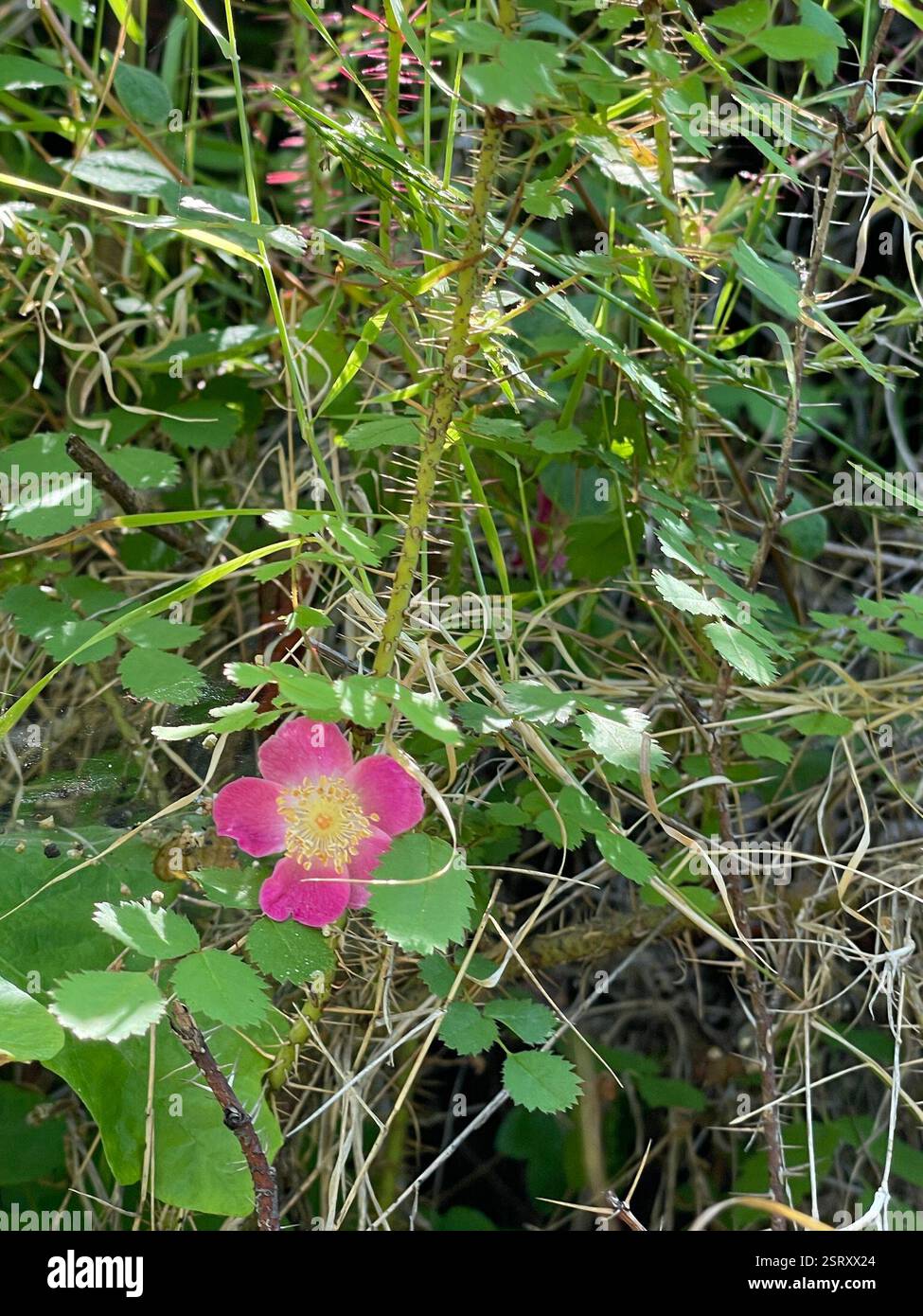 Baldhip Rose (Rosa gymnocarpa), Plantae, Pfeiffer Big Sur State Park ...