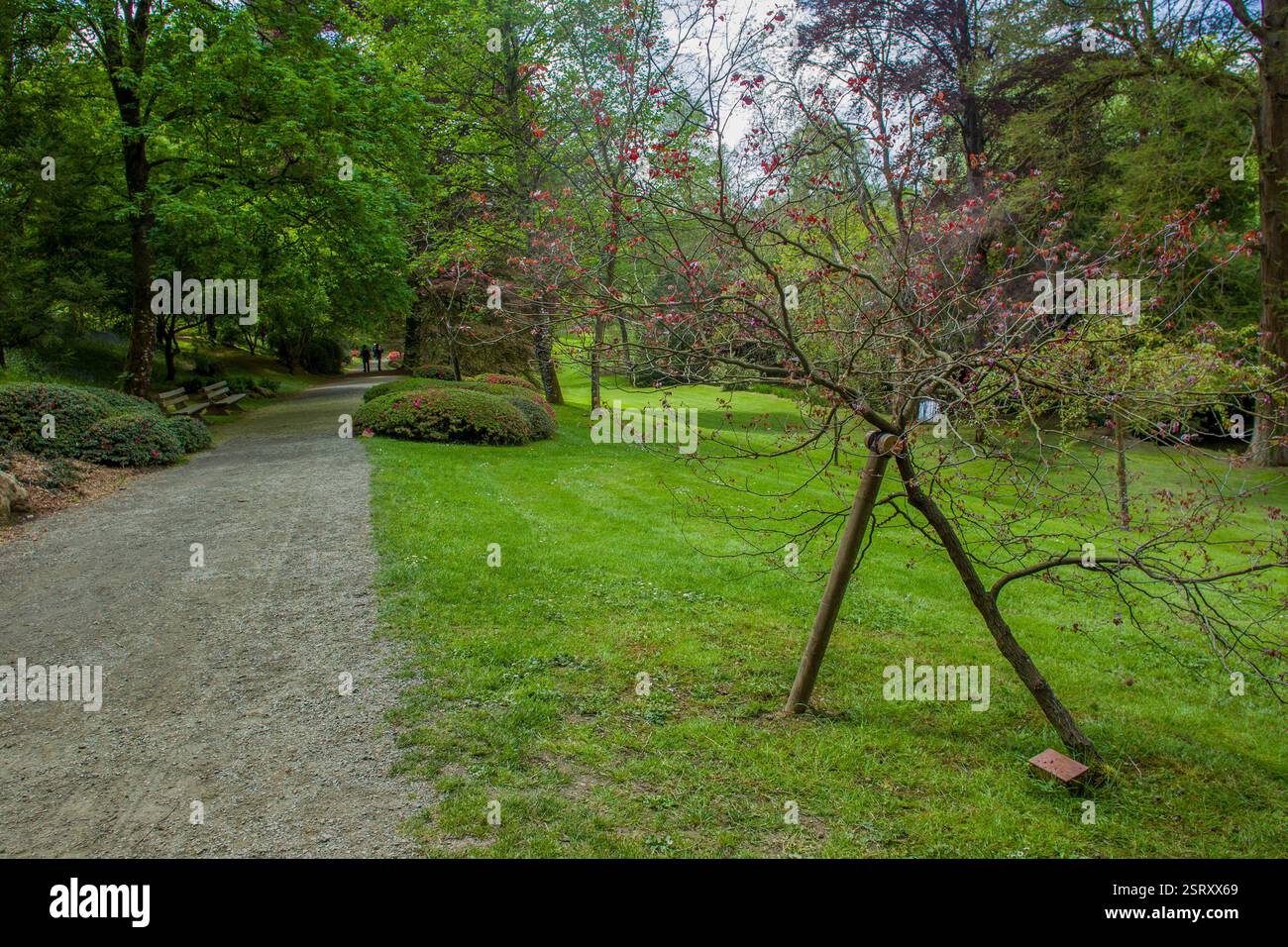 the "Purpurea" variety has a unique reddish-purple color ( Unlike the ...