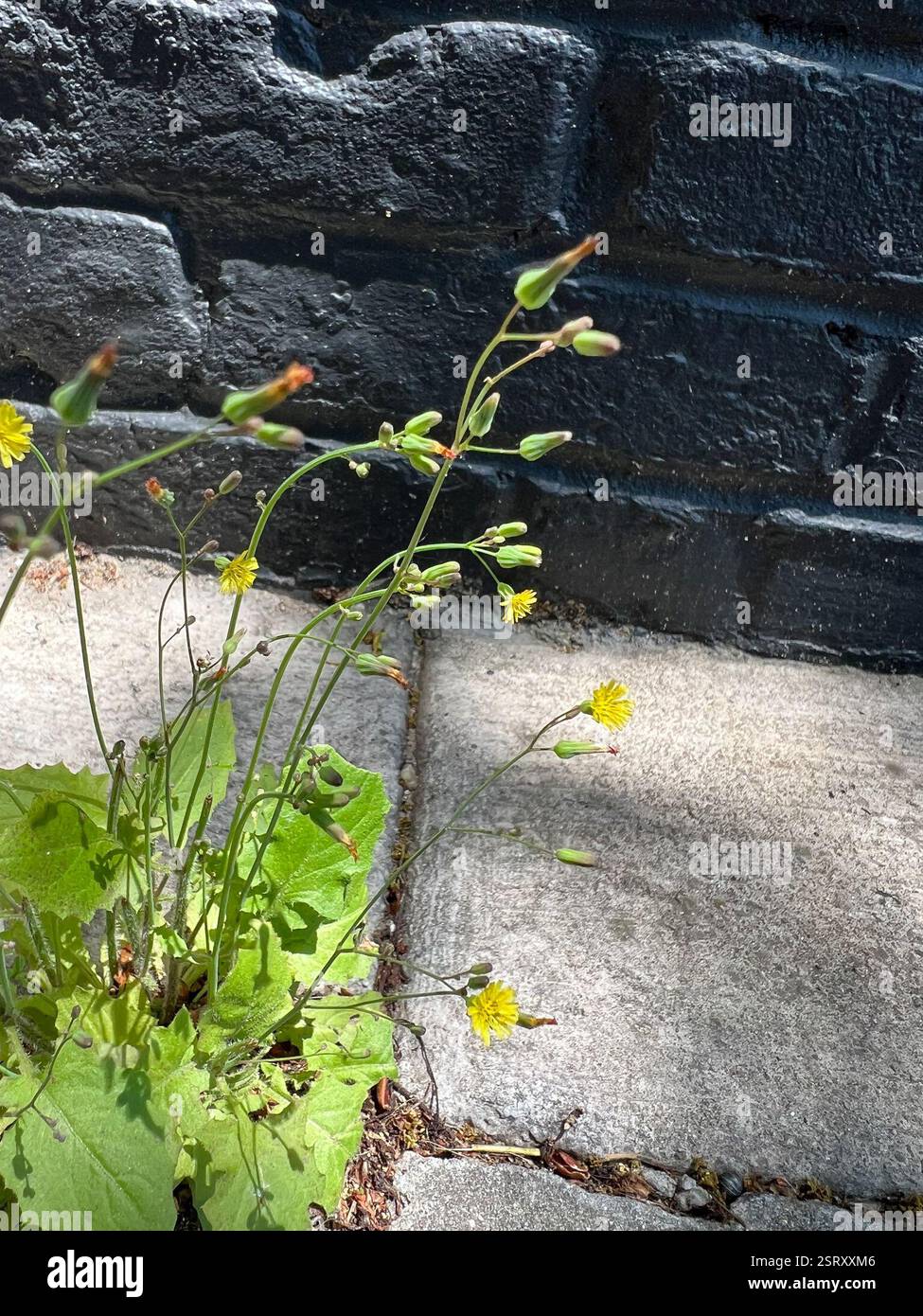 Oriental false hawksbeard (Youngia japonica), Plantae, Elliott St ...
