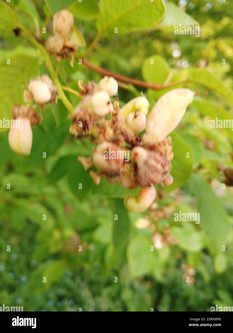 Bird-Cherry Pocket (Taphrina padi), Fungi, Middle School, Allendale ...