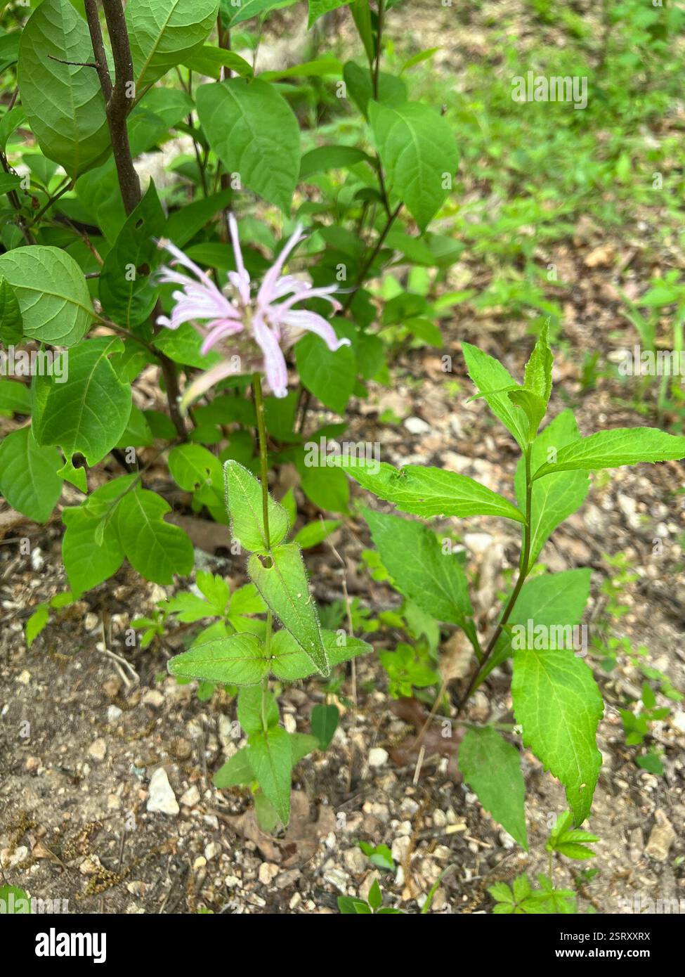 Eastern Beebalm (Monarda bradburiana), Plantae, Meramec State Park ...