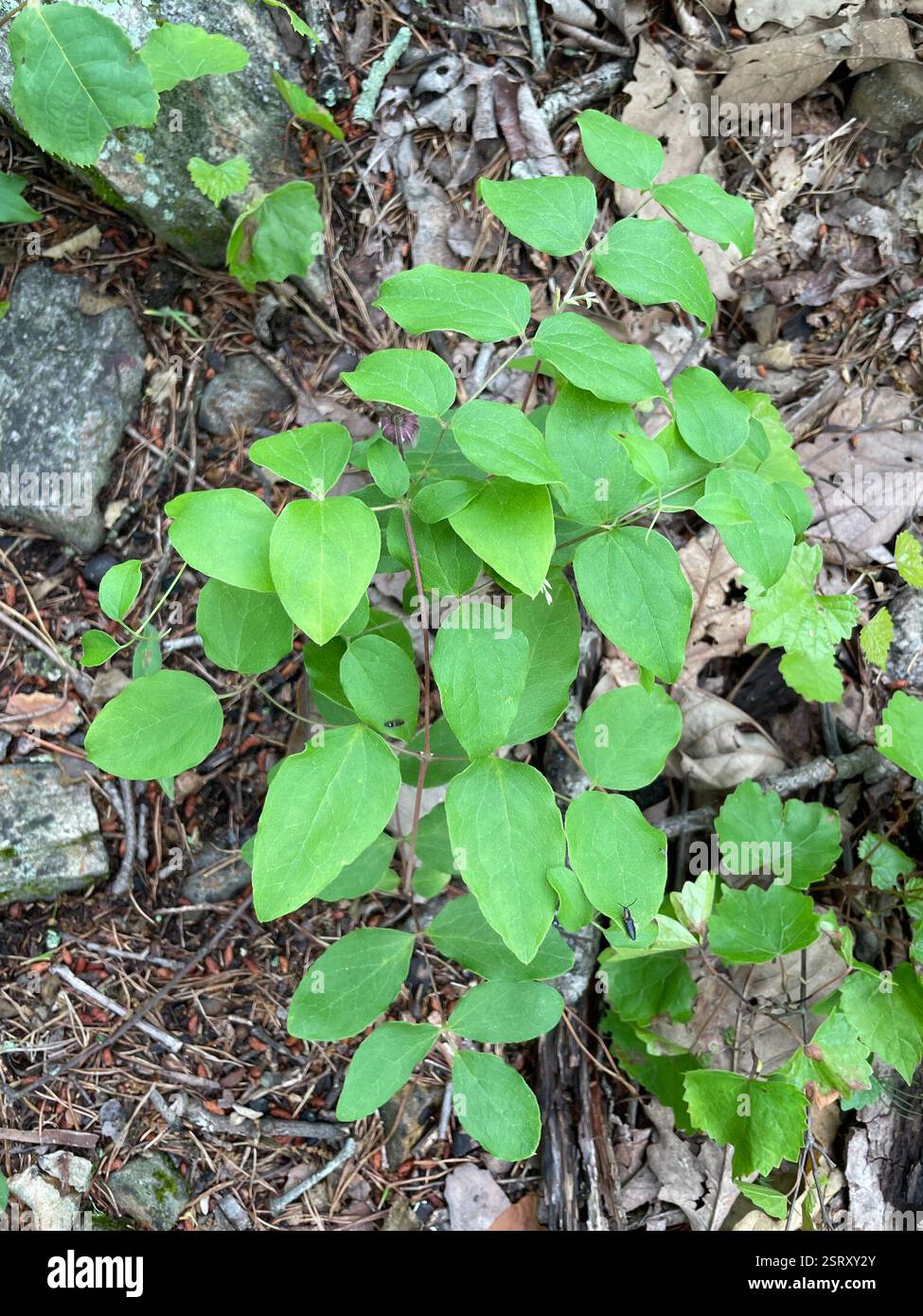 Netleaf Leather Flower (Clematis reticulata), Plantae, Alabama, US ...